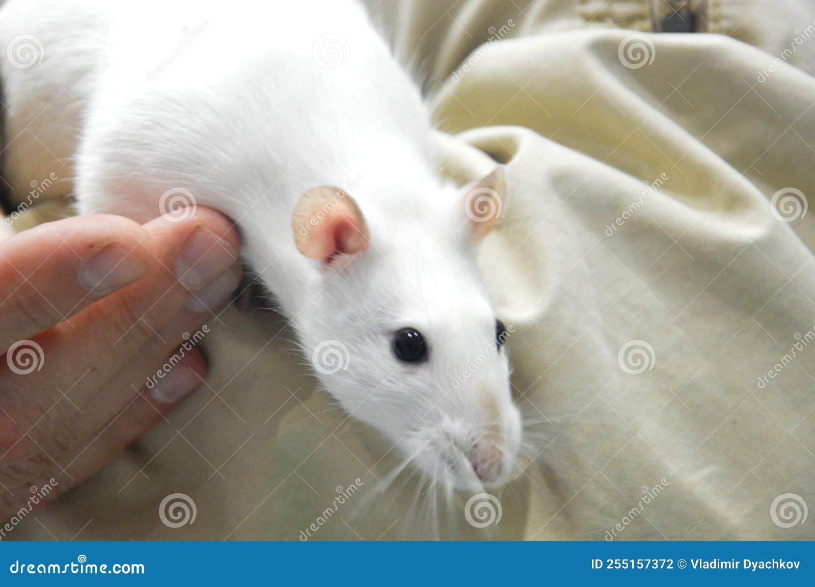 Domestic decorative rats stock photo. Image of plaid - 255157372
