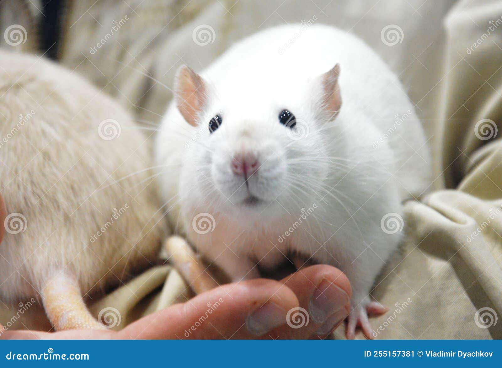 Domestic decorative rats stock image. Image of mammals - 255157381
