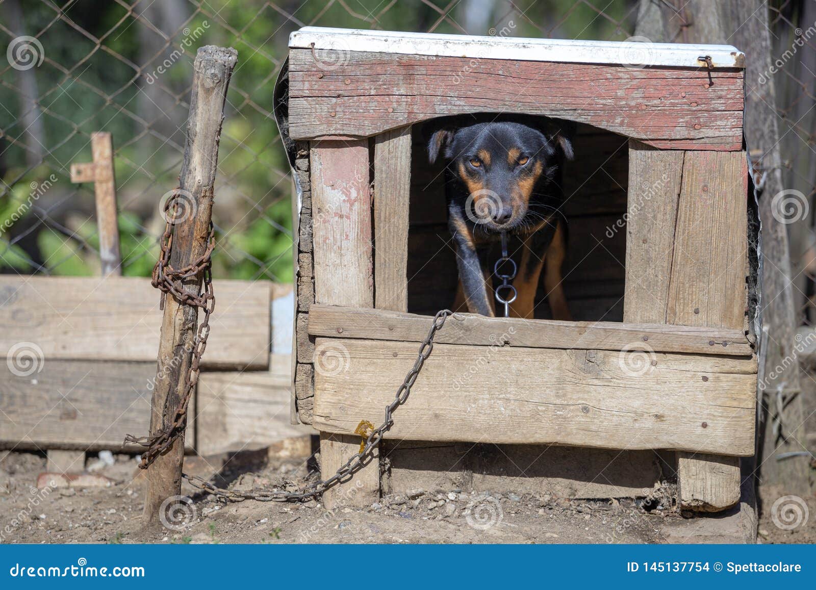 Domestic Dog on Chain Stands in the Dog House Stock Photo - Image of ...