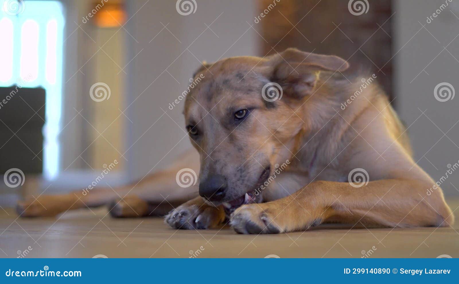 Domestic Dog Gnaws a Bone on the Floor Stock Footage - Video of food ...