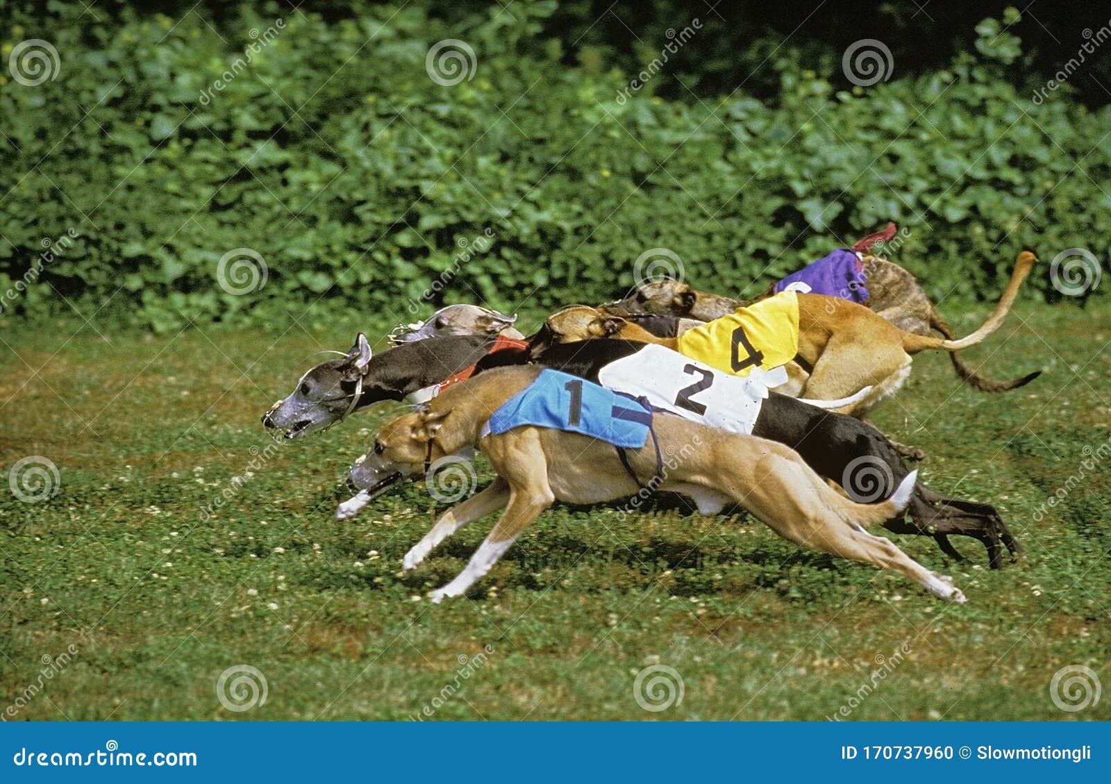 COURSE DE LEVRIERS stock photo. Image of animal, dogs - 170737960