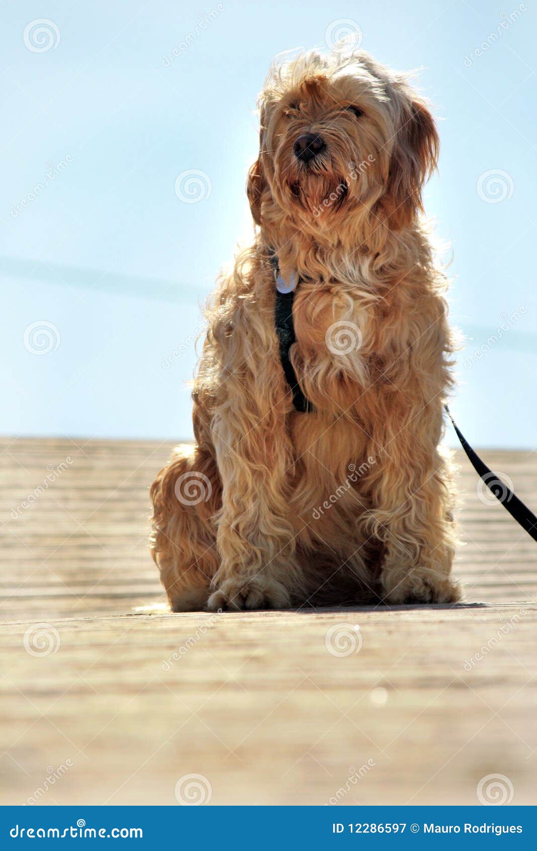 Domestic dog waiting stock image. Image of sunny, waiting - 12286597