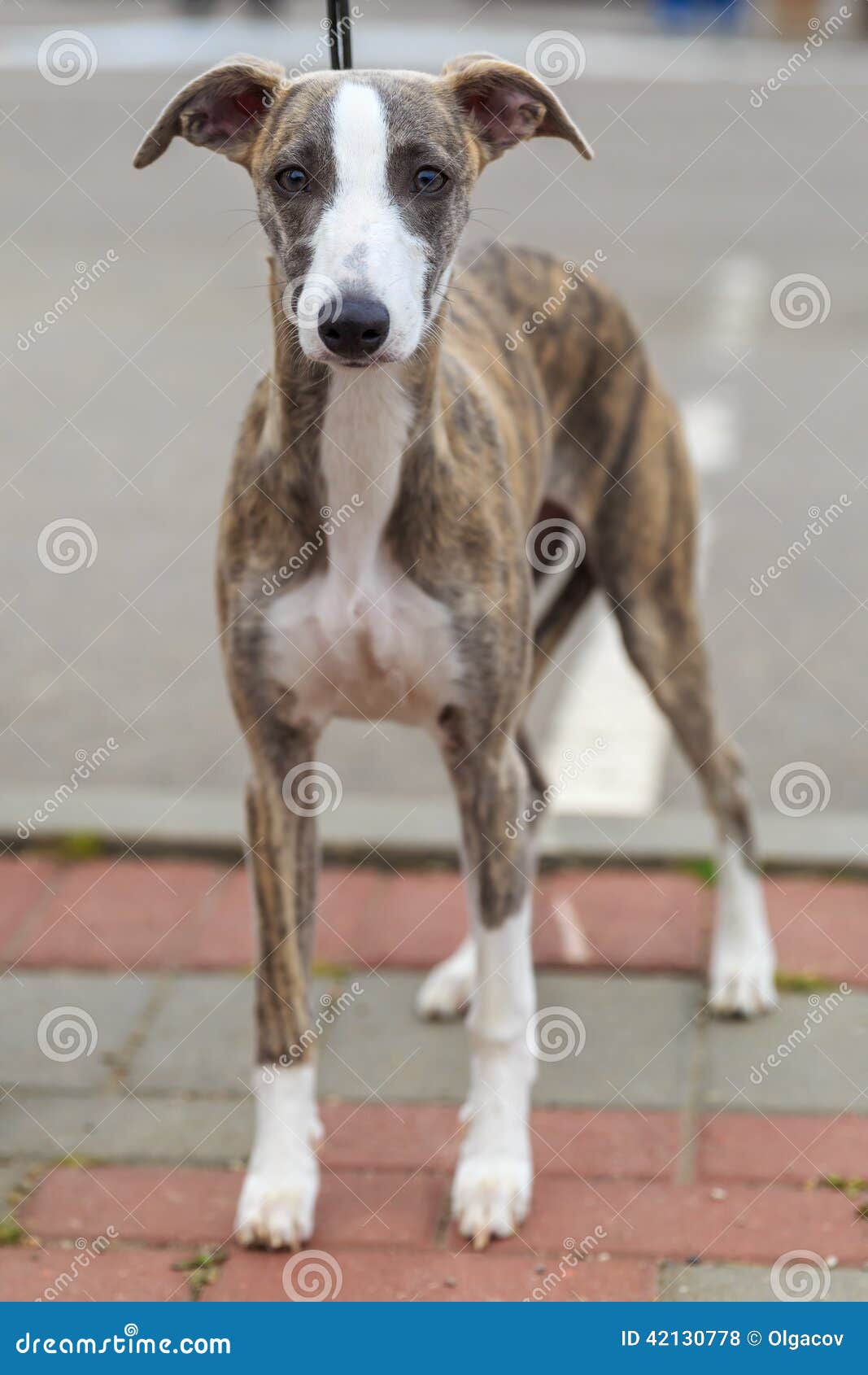 Domestic dog whippet breed stock photo. Image of purebred - 42130778