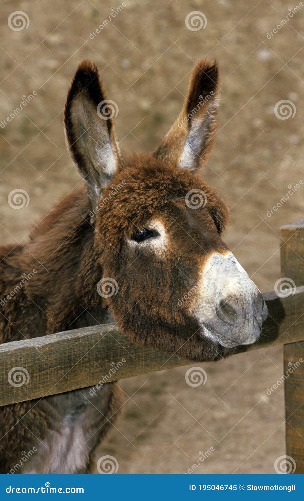 Domestic Donkey, Adult stock image. Image of portrait - 195046745