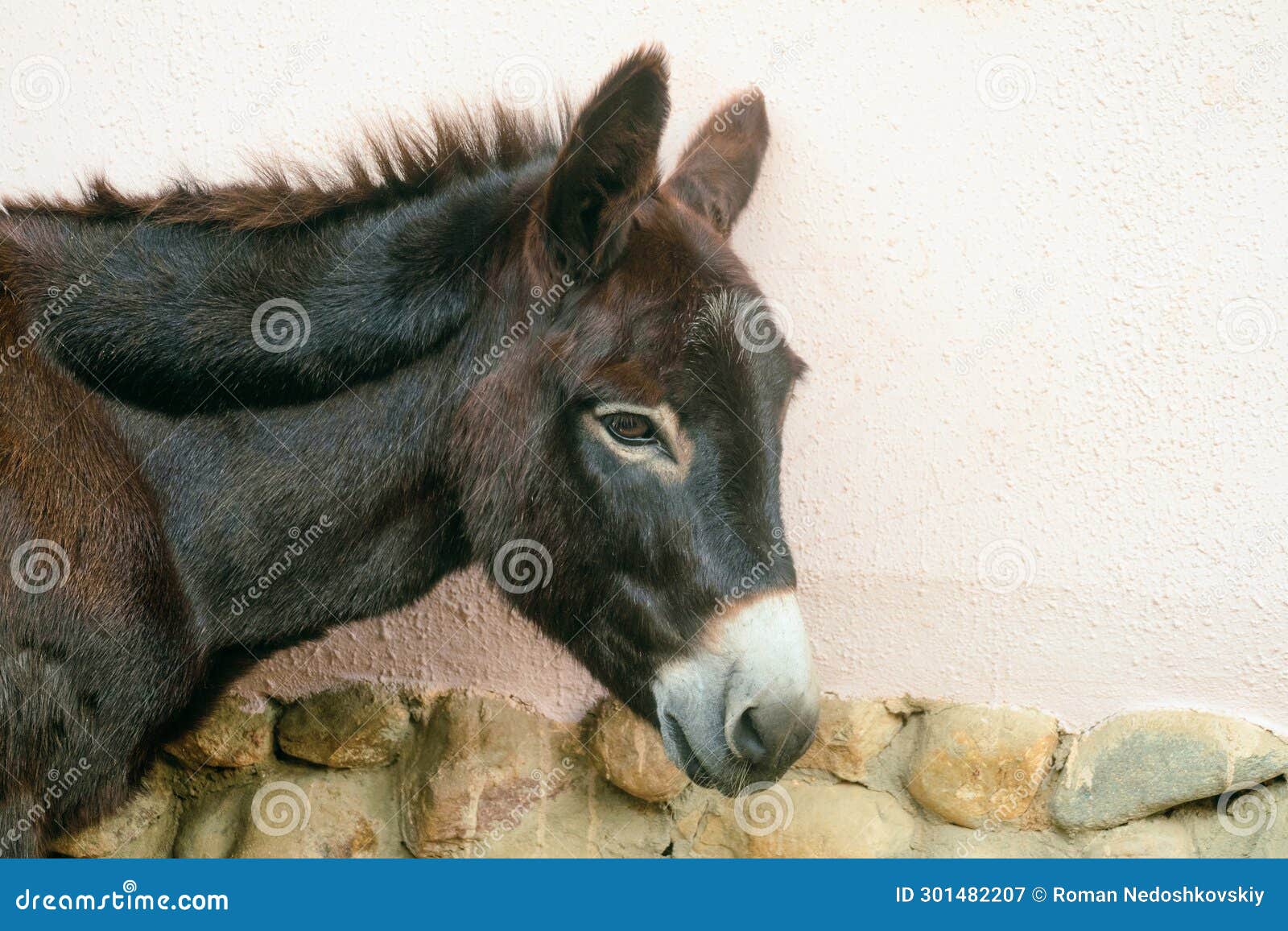 Domestic Donkey Face Close-up. Side View Stock Image - Image of profile ...