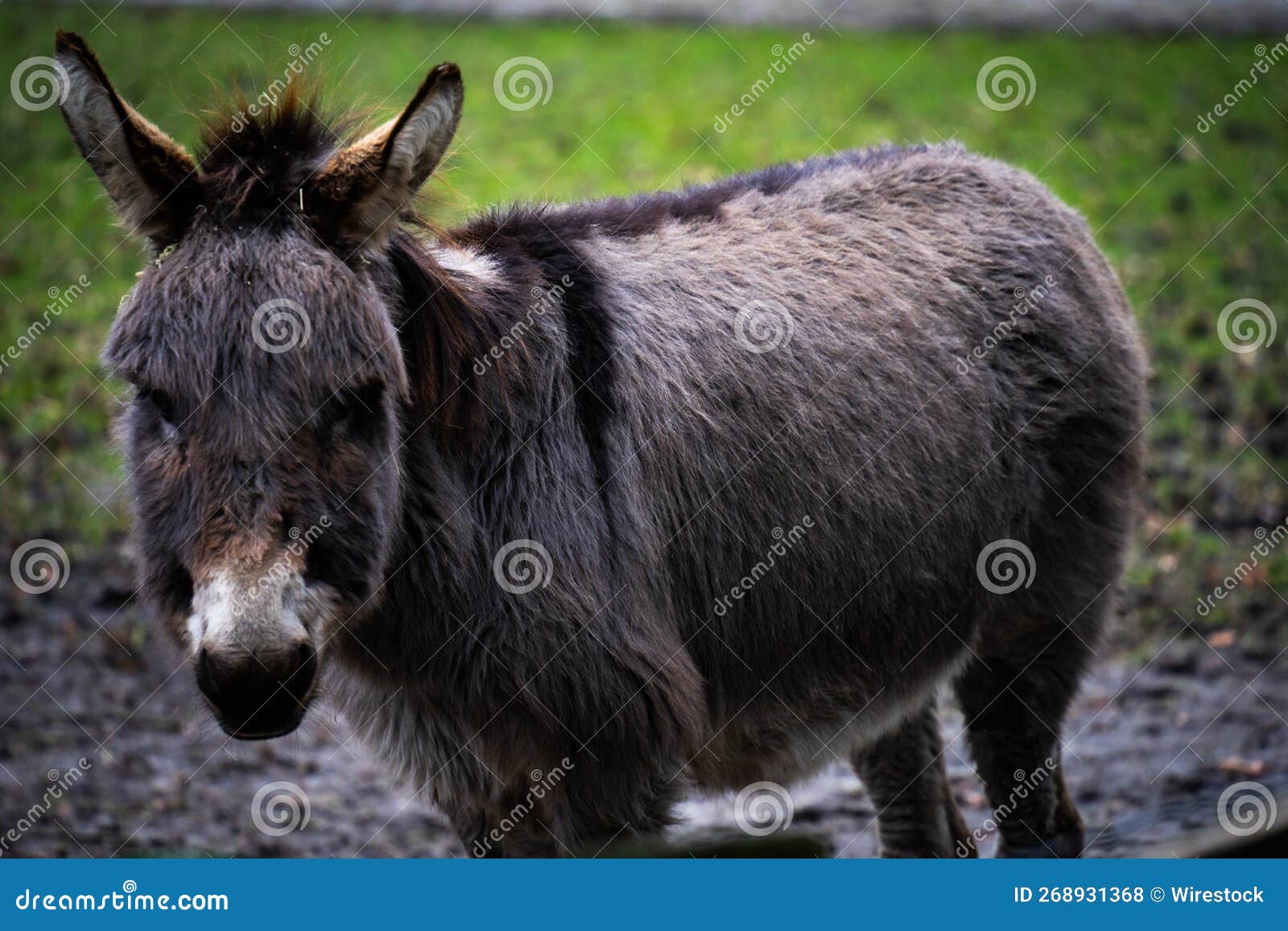 Domestic Donkey at the Farm Stock Photo - Image of nature, animal ...
