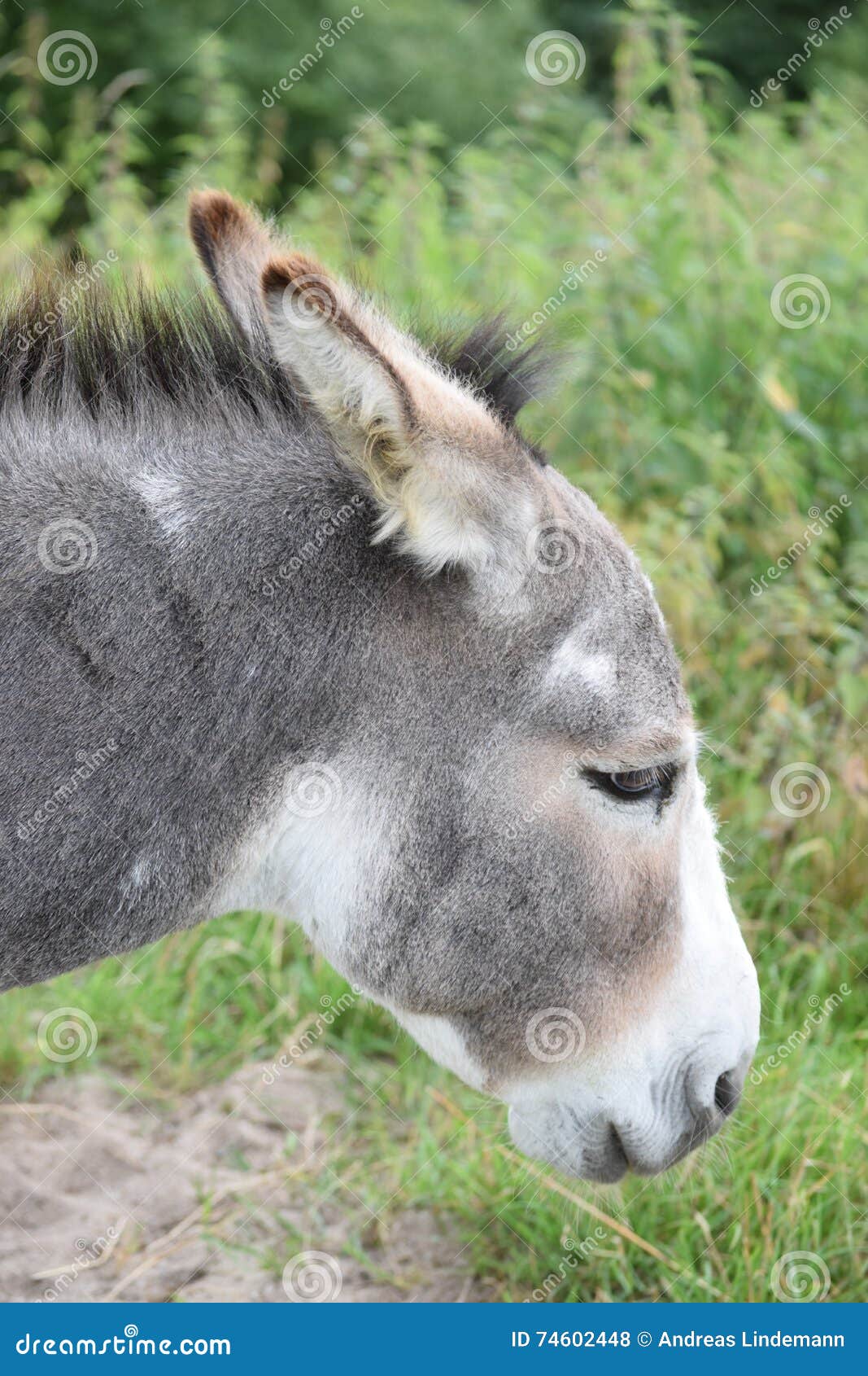 The Domestic Donkey from the Side Stock Photo - Image of farm, animal ...