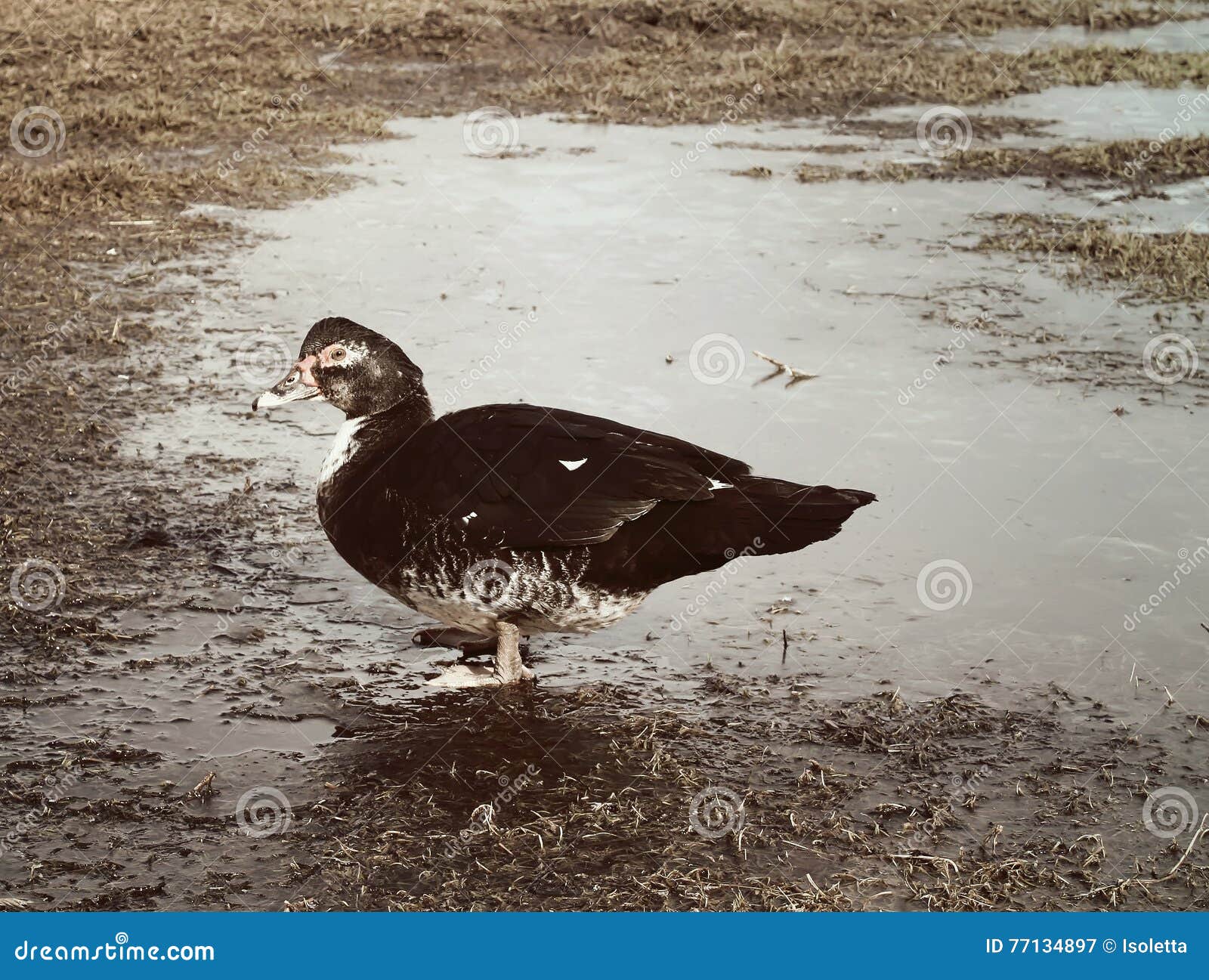 Domestic duck on farm yard stock image. Image of coop - 77134897