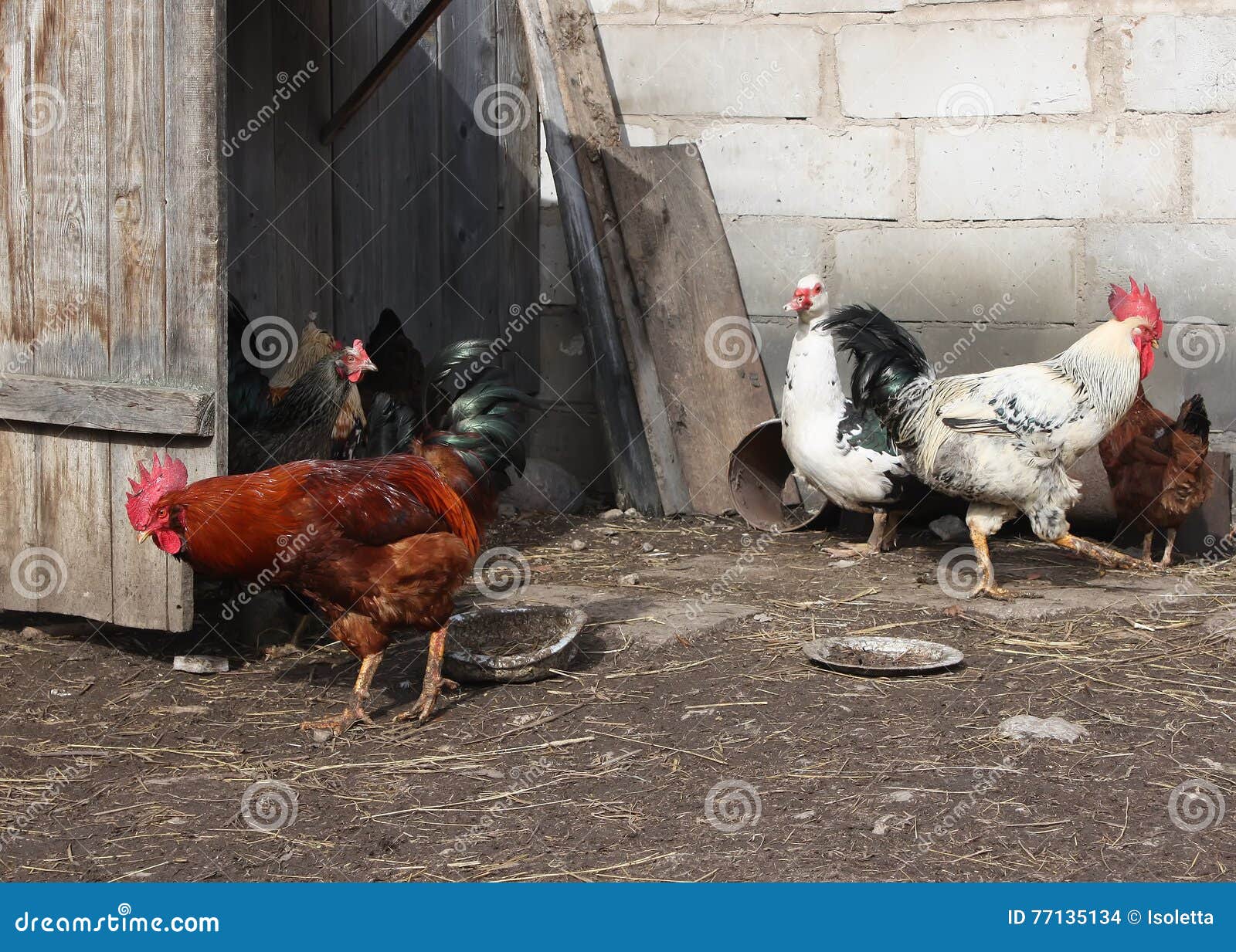 Domestic duck on farm yard stock photo. Image of fowlrun - 77135134