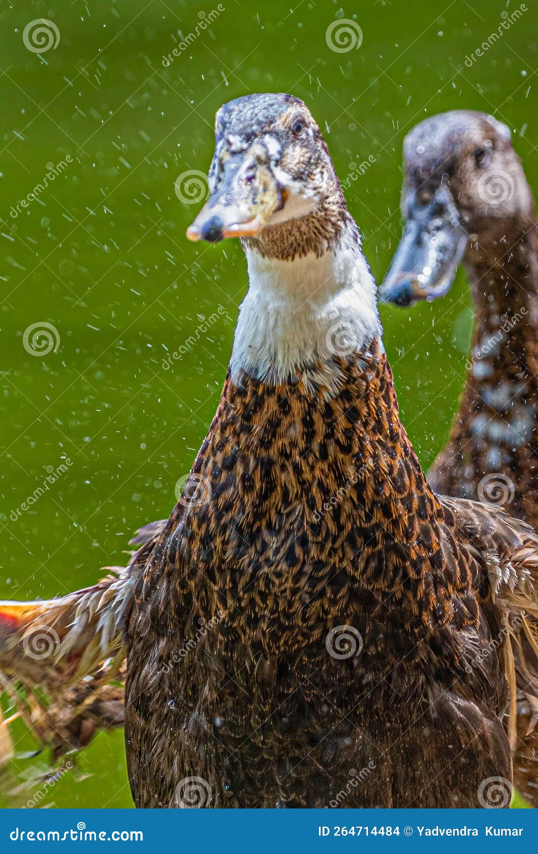 A Domestic duck stock photo. Image of cute, dripped - 264714484