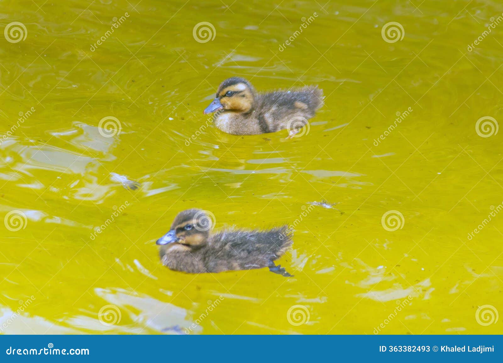 Domestic Duck Gliding through the Water Stock Image - Image of life ...