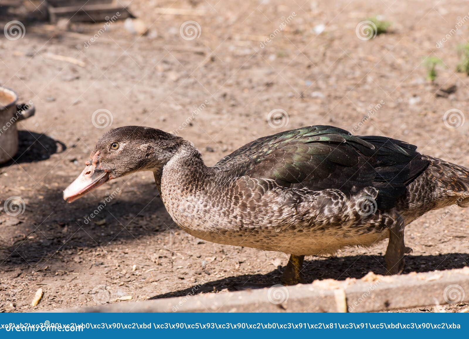 Domestic Duck. Many Ducks on the Farm Stock Photo - Image of group ... Domestic Duck. Many Ducks on the Farm Stock Photo - Image of group ...