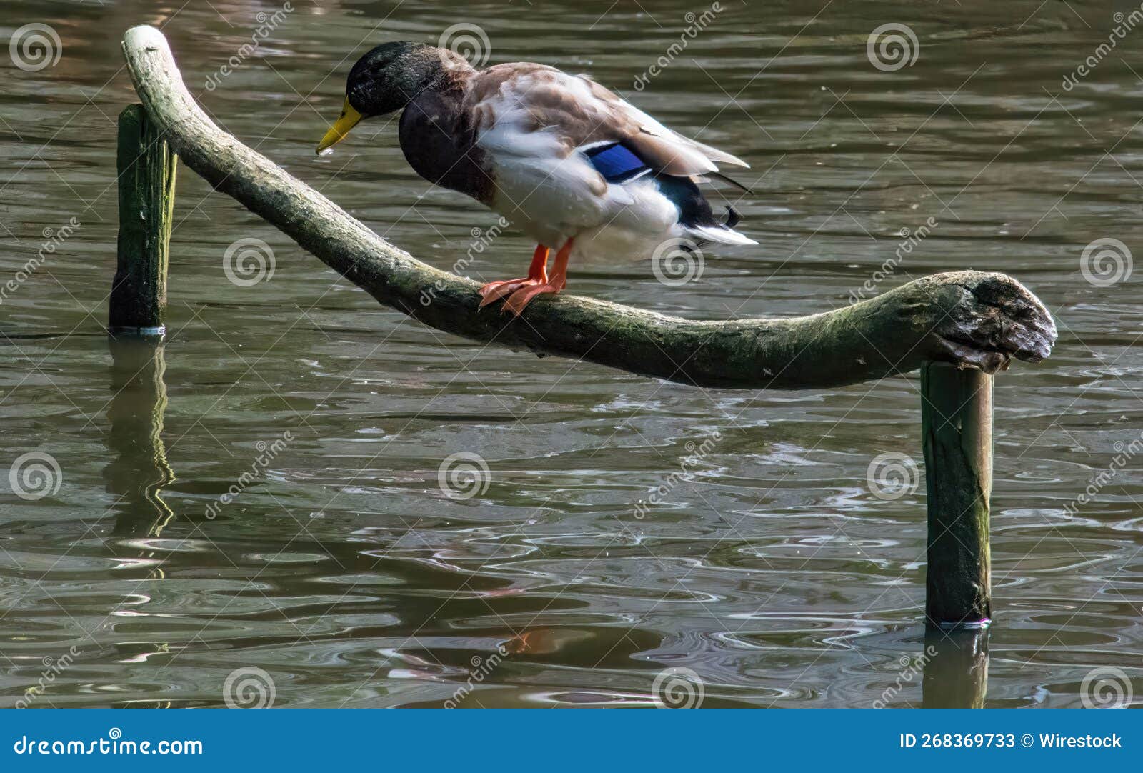 Domestic Duck on a Tree Branch in the Lake Stock Image - Image of ...