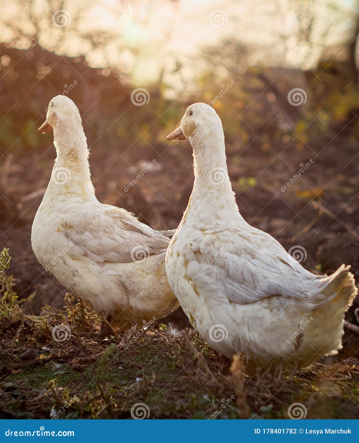 Ducks in warm light. stock photo. Image of season, feather - 178401782
