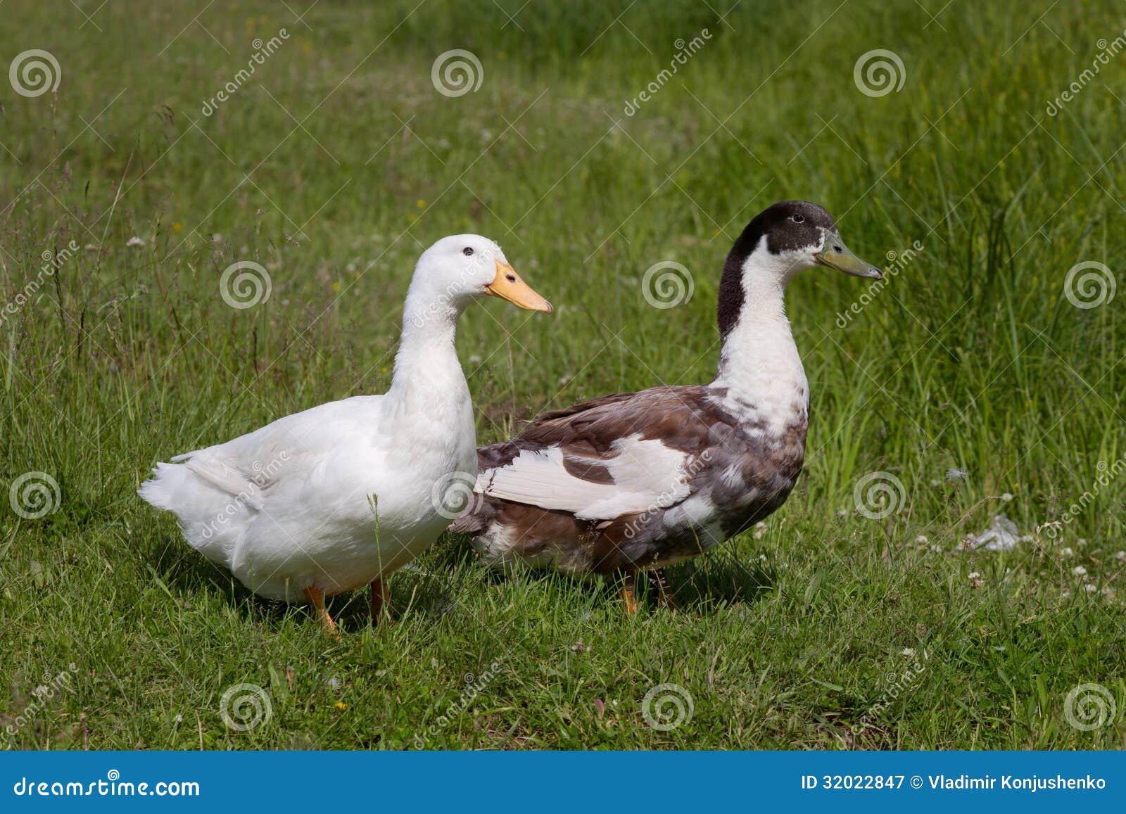 Domestic ducks stock image. Image of white, duck, summer - 32022847