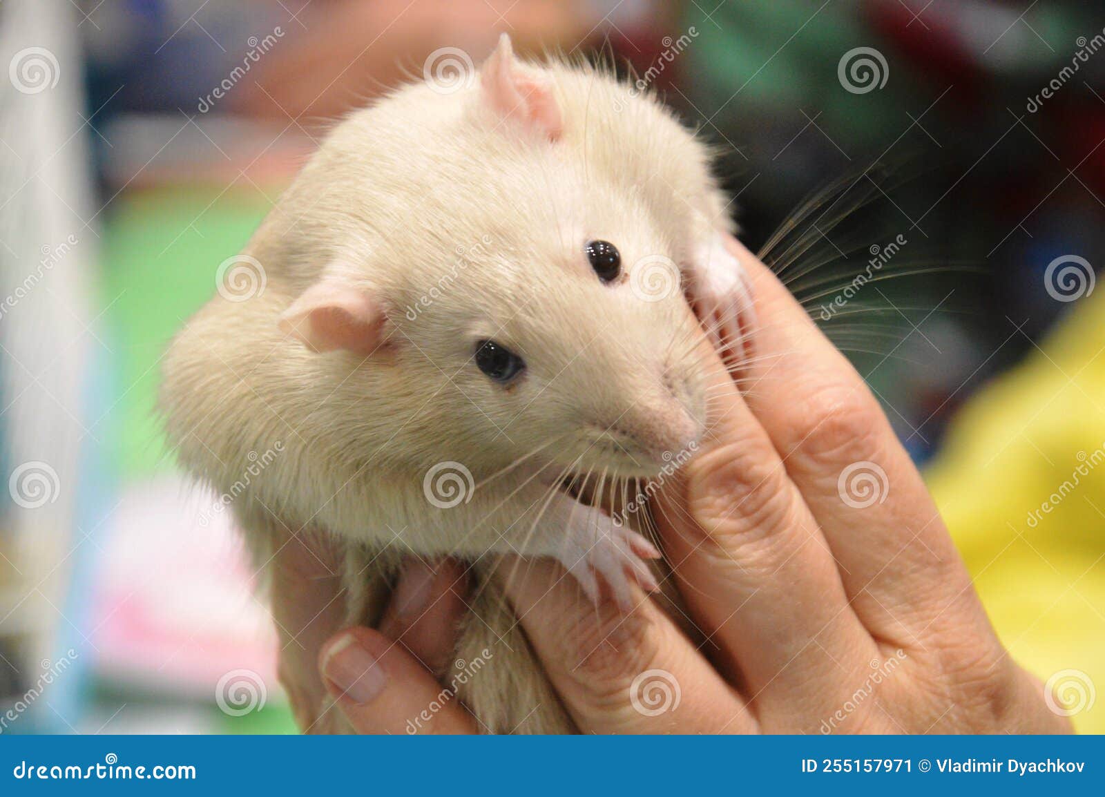 Domestic decorative rats stock image. Image of fluffy - 255157971