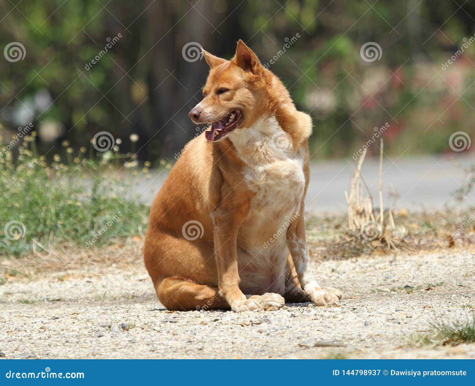 Fat happy dog stock image. Image of diet, happy, breed - 144798937