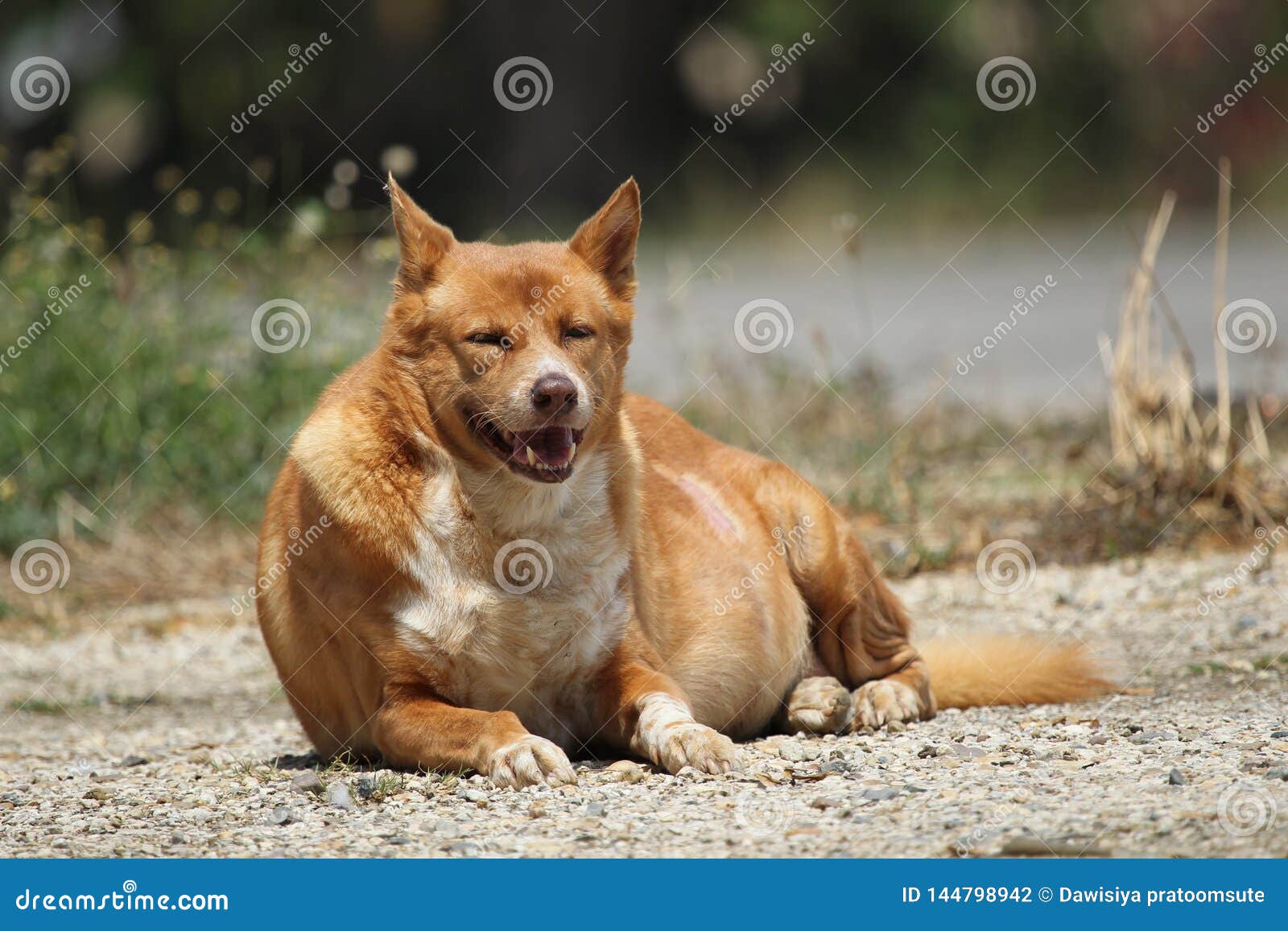Fat happy dog stock photo. Image of domestic, breed - 144798942