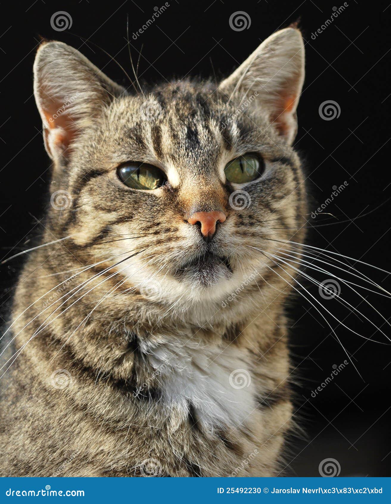 Domestic female cat stock photo. Image of portrait, front - 25492230