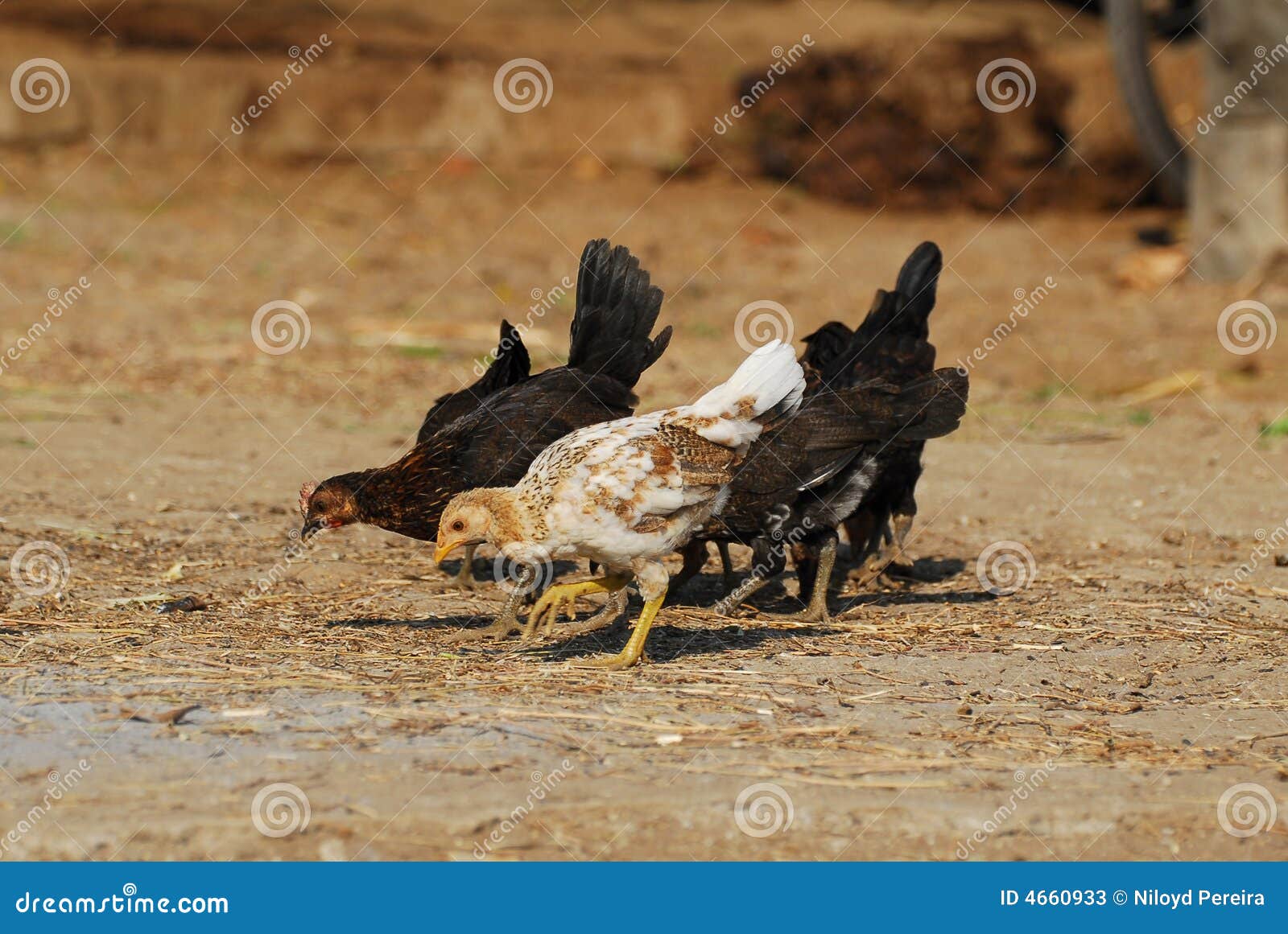 Domestic Foul stock image. Image of together, young, feeding - 4660933