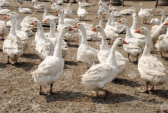Domestic geese stock photo. Image of avian, farmer, geese - 14643356