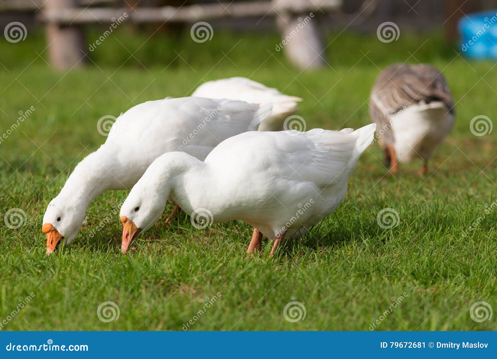 Domestic geese close up stock image. Image of white, pets - 79672681