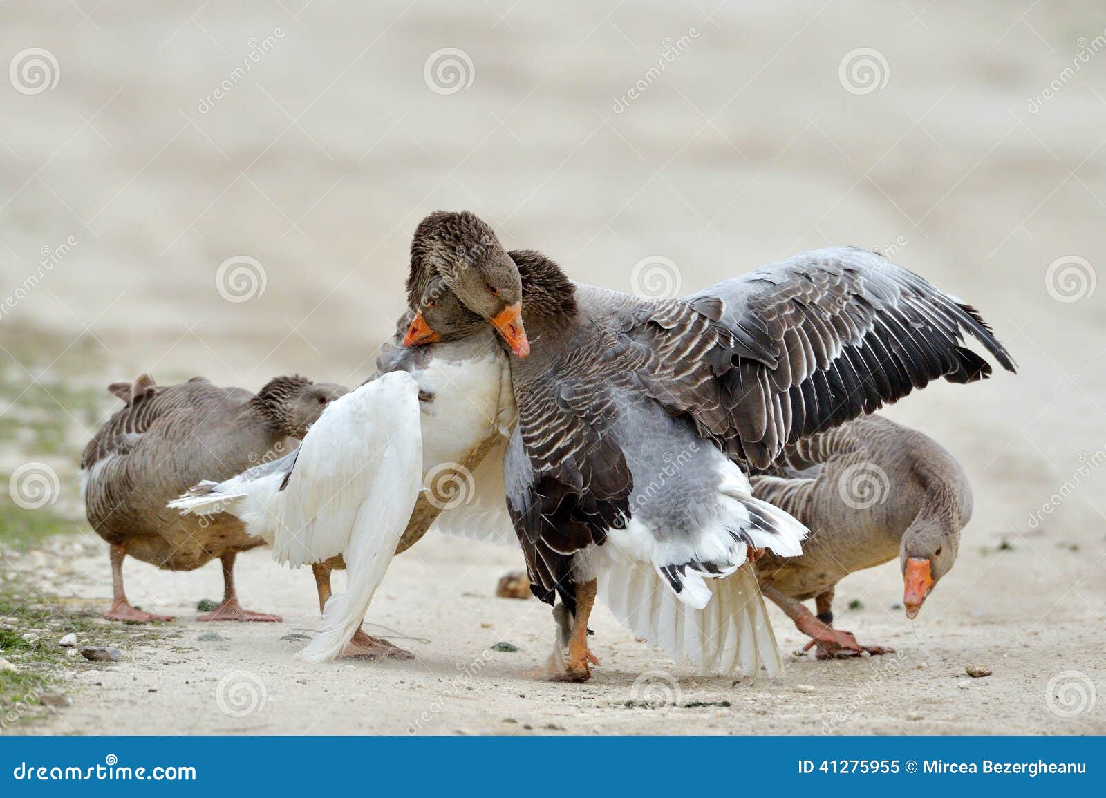 Domestic Geese Fighting Outdoor Stock Image - Image of female ...
