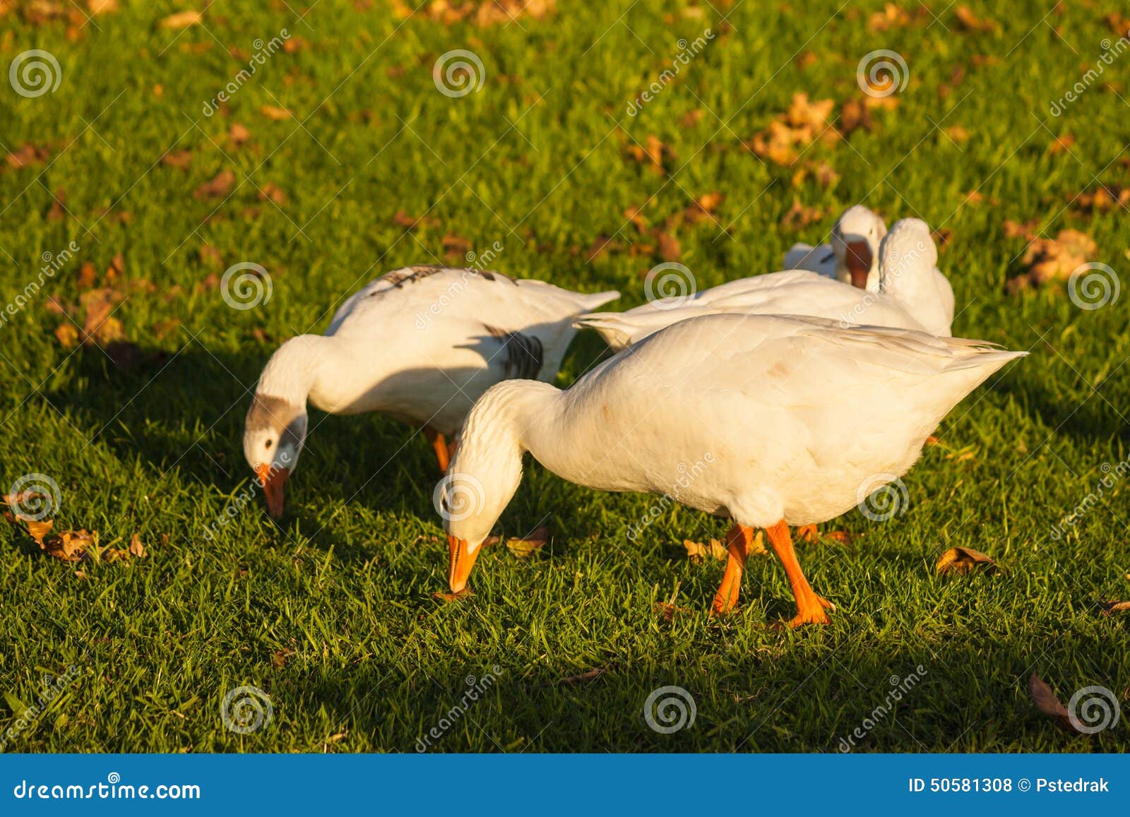 Domestic geese grazing stock photo. Image of white, autumn - 50581308