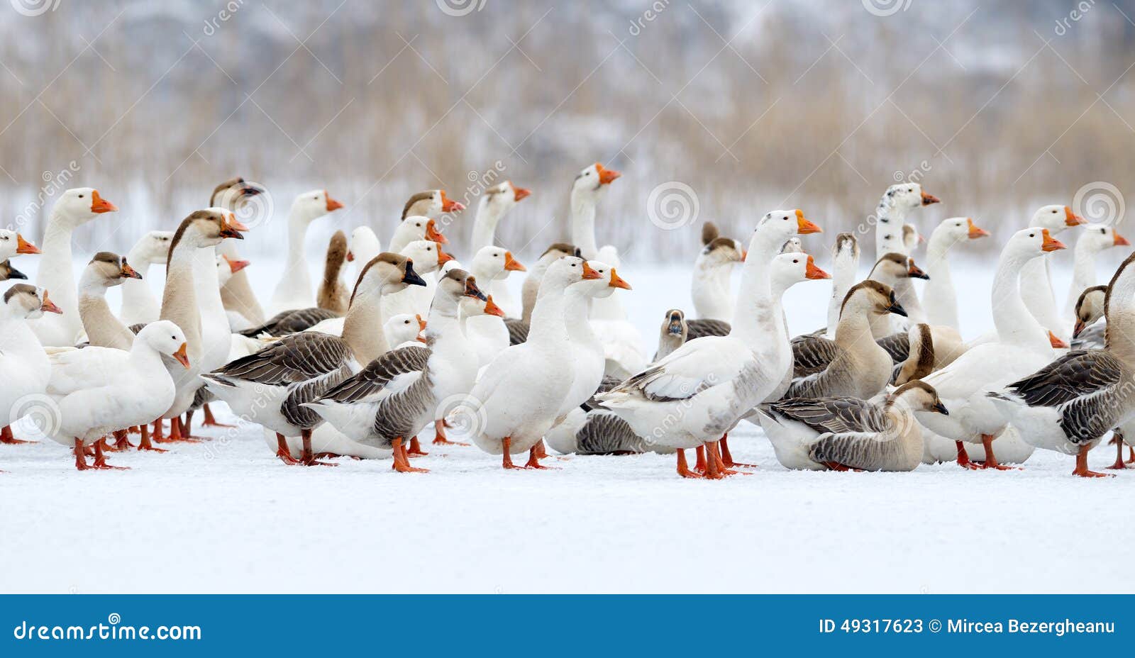Domestic Geese Outdoor in Winter Stock Image - Image of outdoor, wild ...