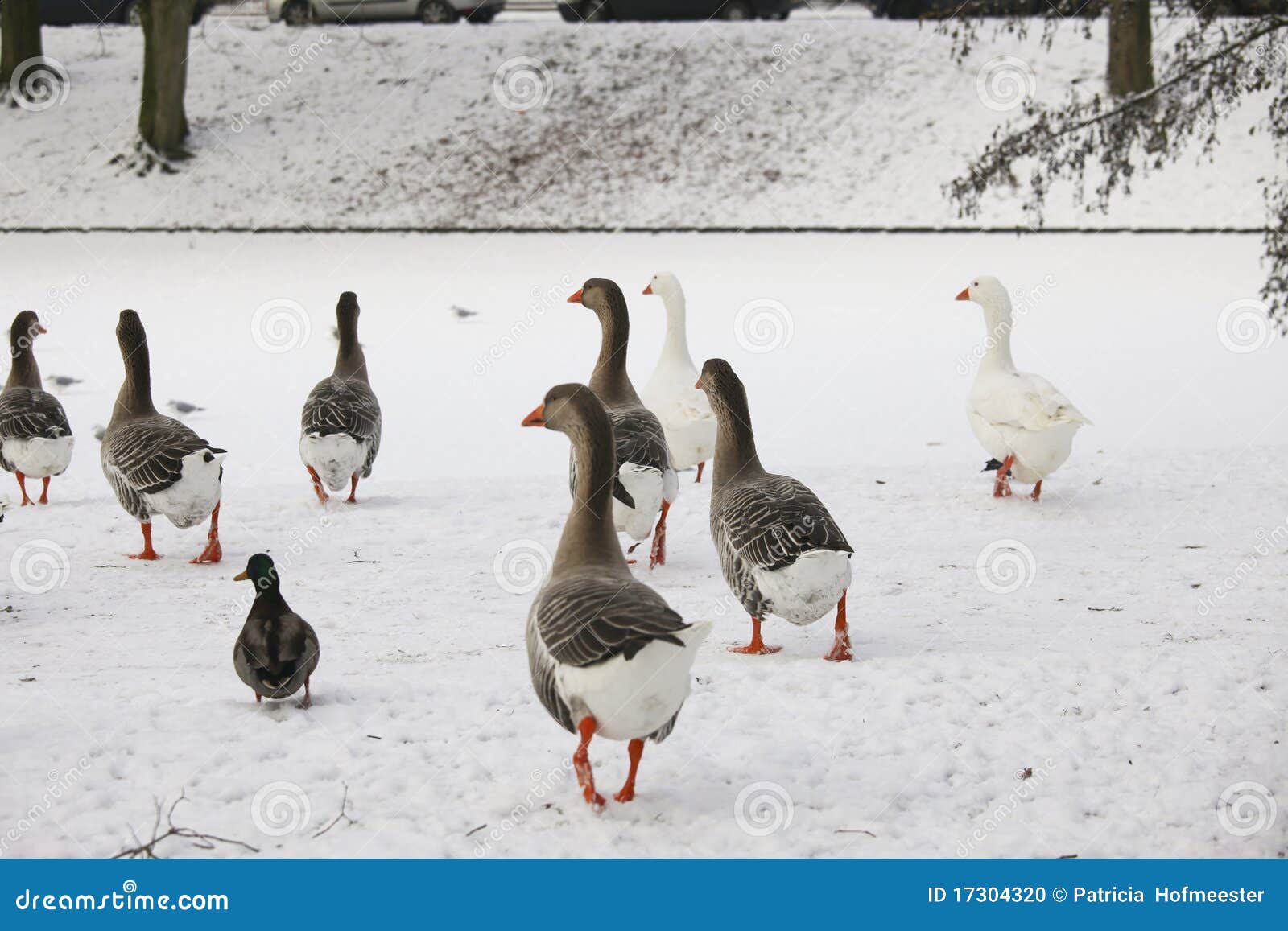 Domestic Geese Walking on Ice Stock Photo - Image of beak, nature: 17304320