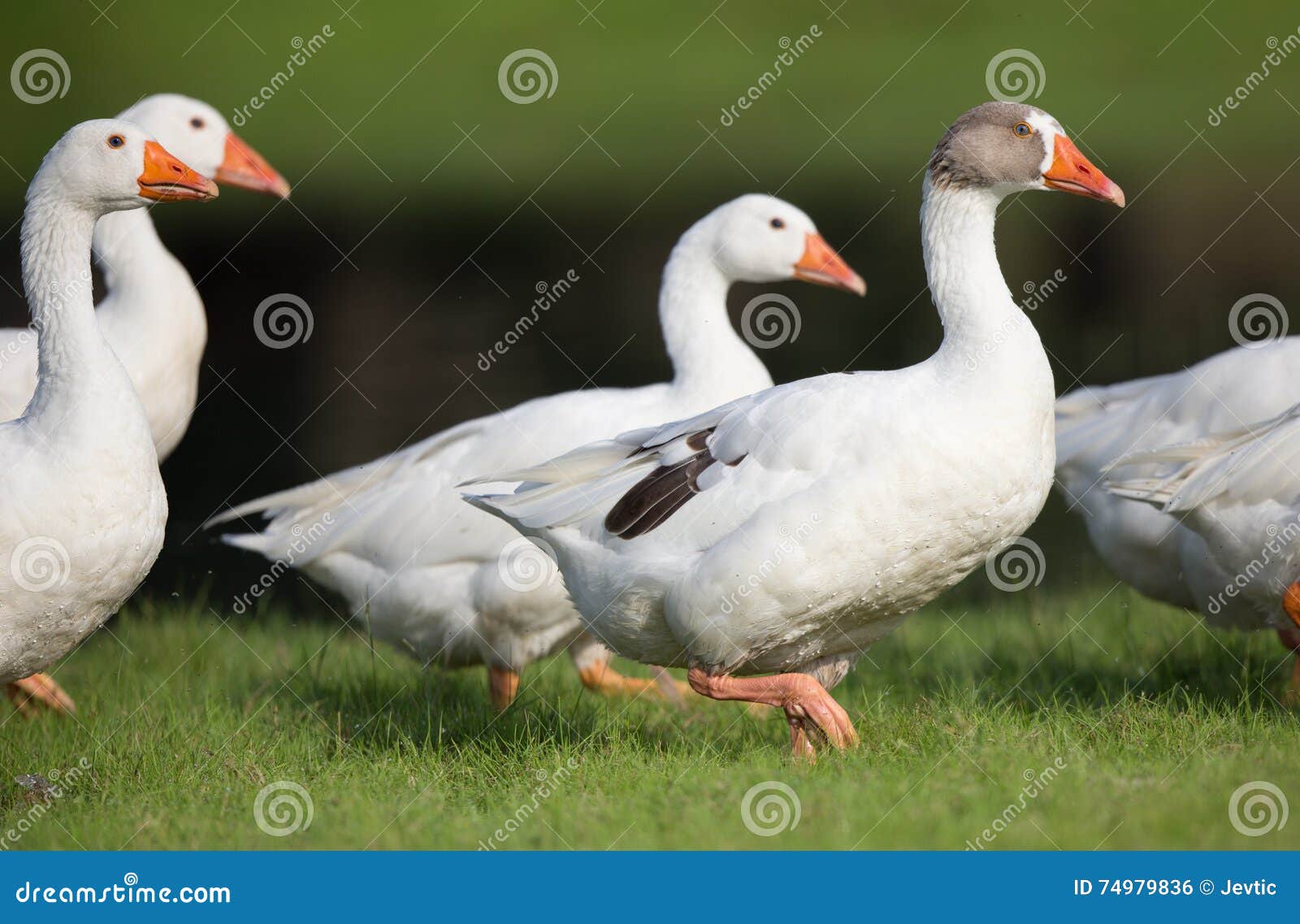 Domestic Geese Walking on Pasture Stock Photo - Image of healthy ...