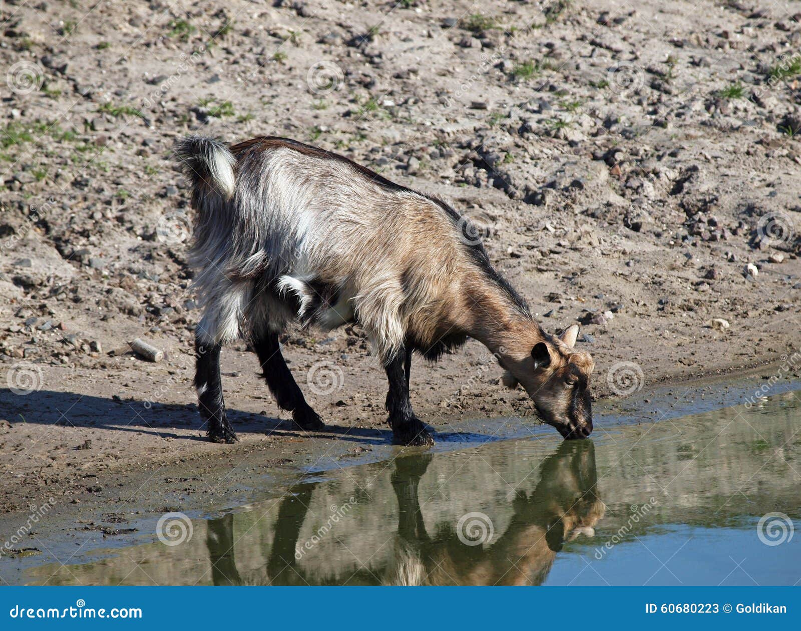 Domestic goat drinks water stock image. Image of grey - 60680223
