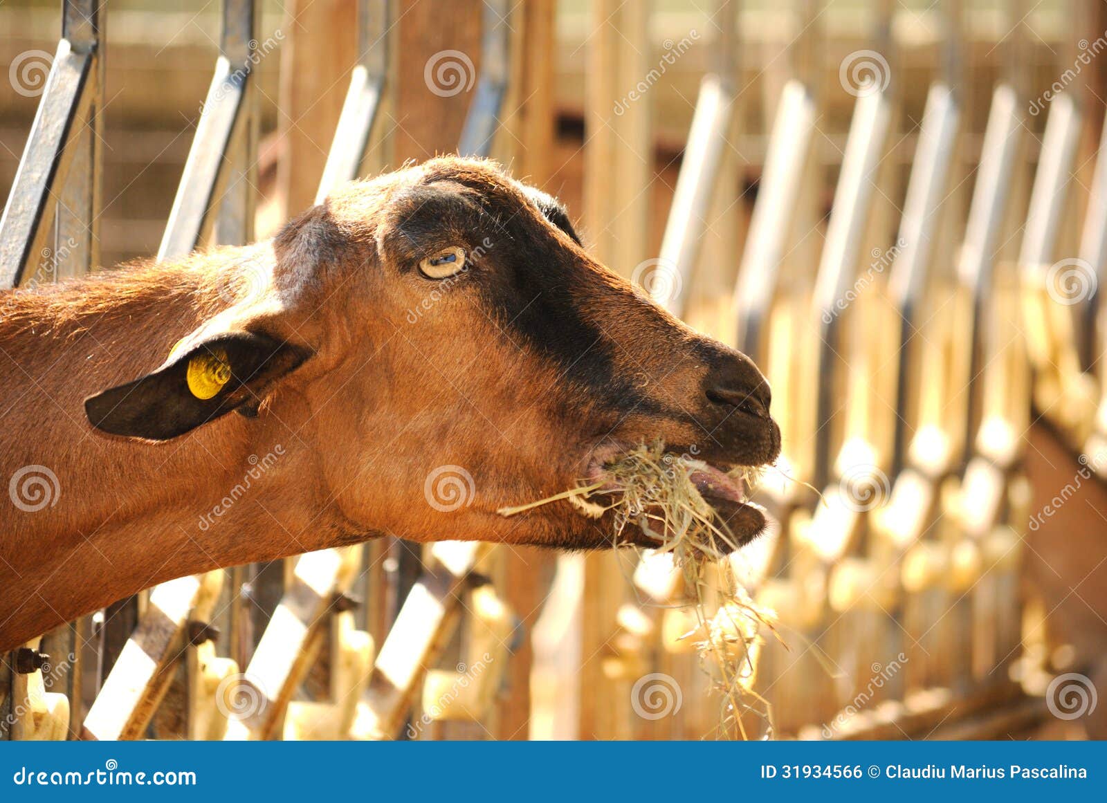 Domestic goat eating stock photo. Image of country, food - 31934566