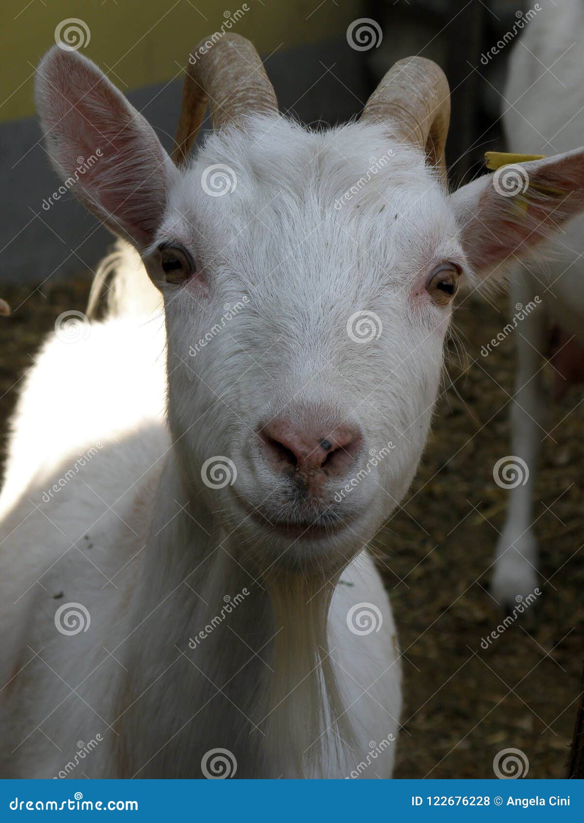 Goat Face Close Up stock photo. Image of farm, closeup - 122676228