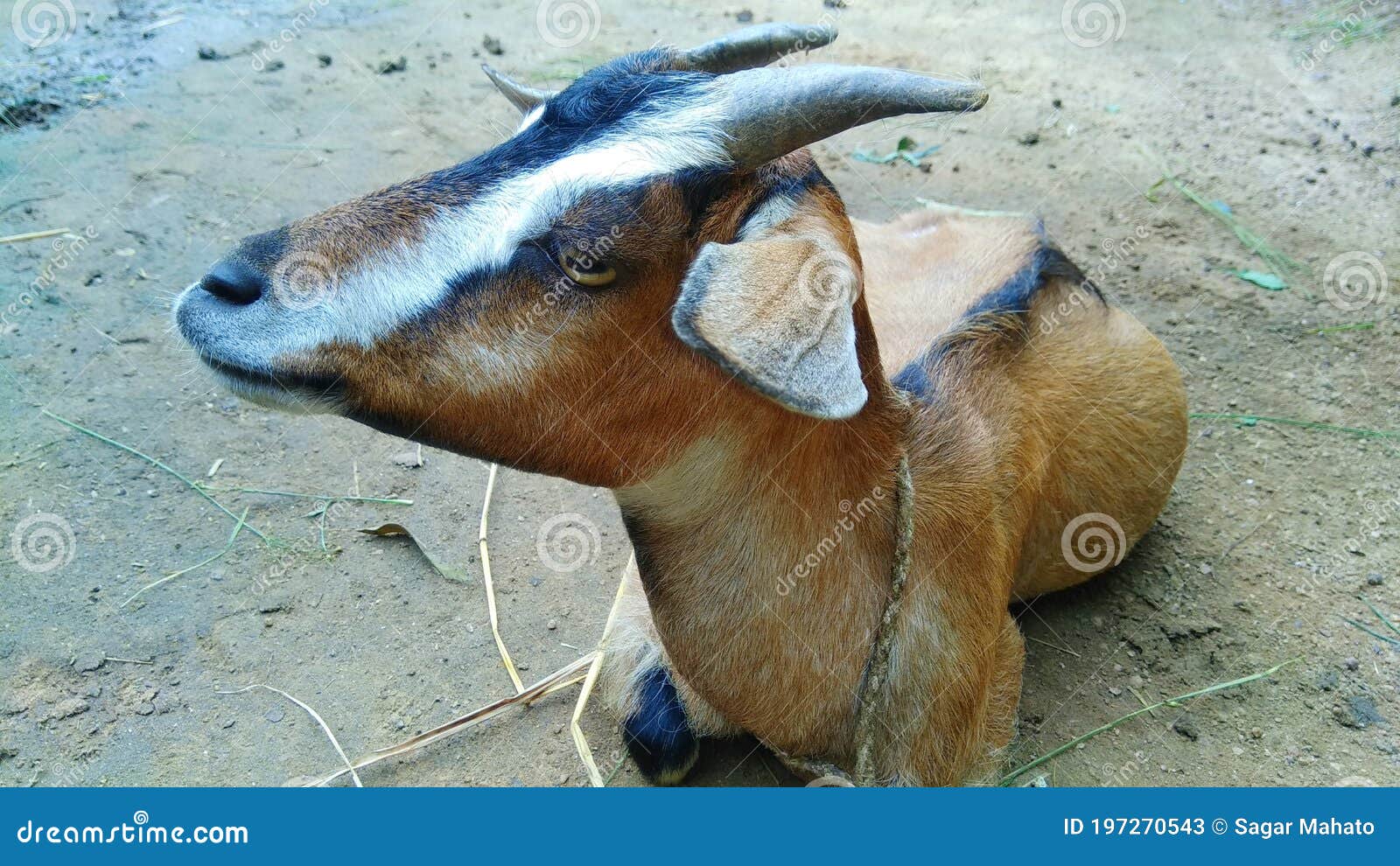Domestic goat in farm stock image. Image of goats, mane - 197270543