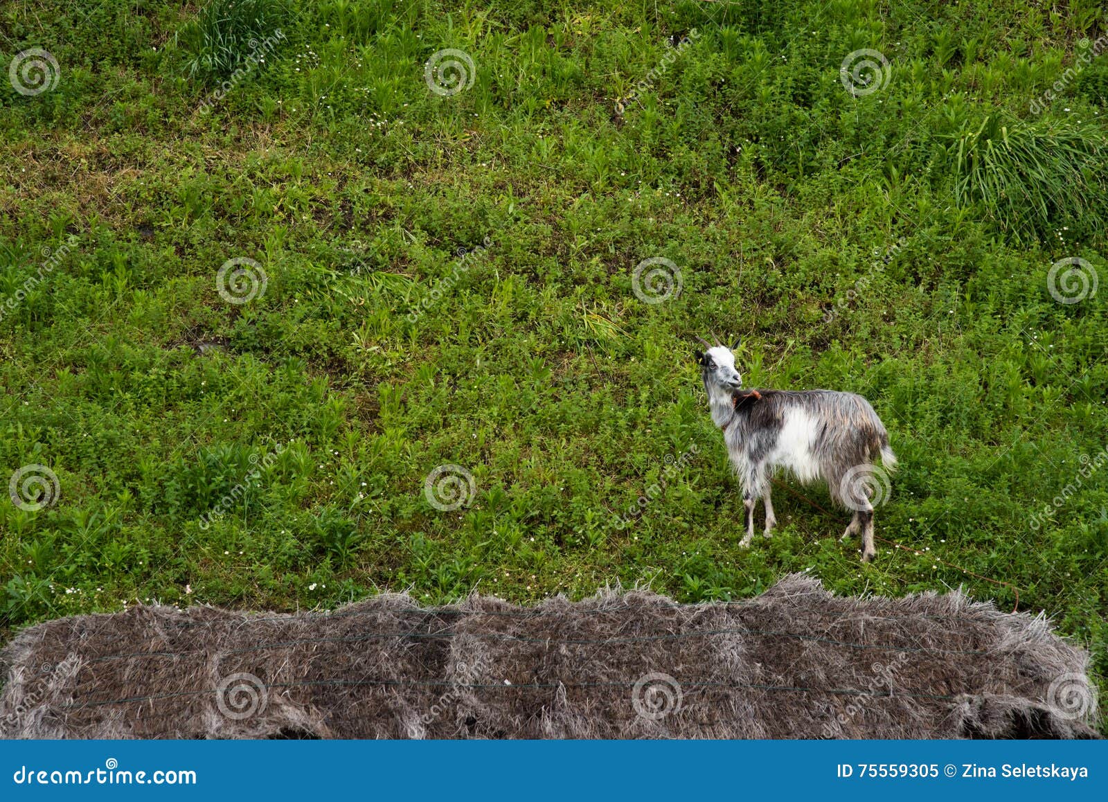Domestic goat on the hills stock image. Image of field - 75559305