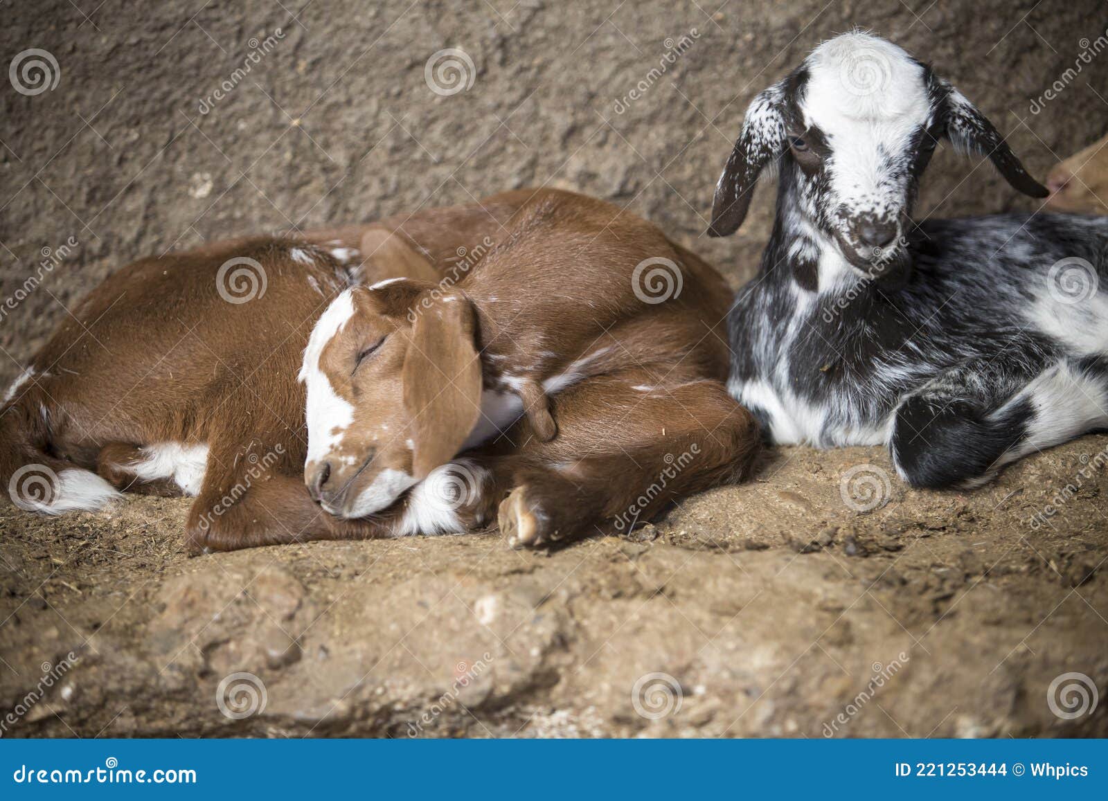 Domestic Goat Kids Sleeping in the Barn Stock Photo - Image of feed ...