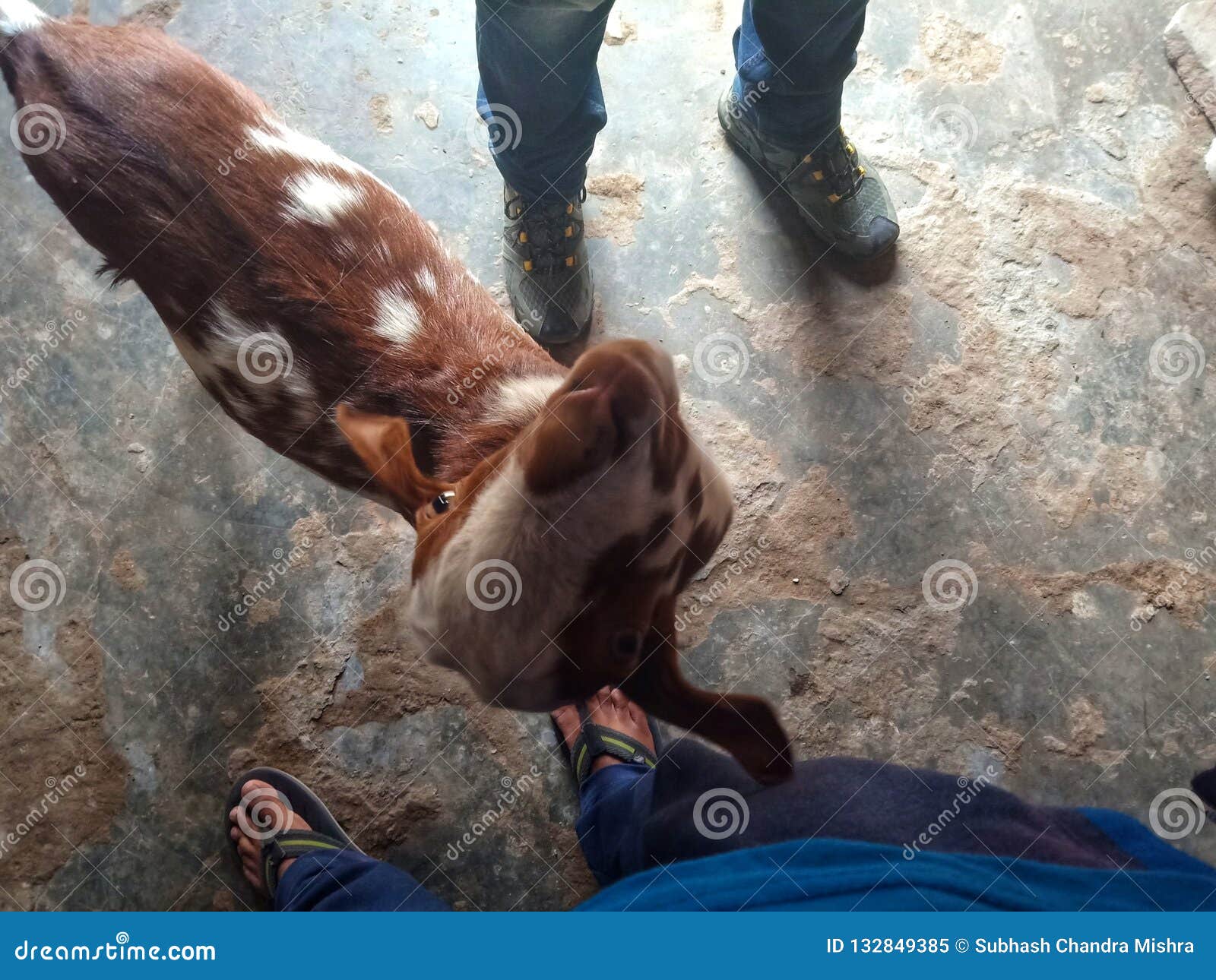 A Domestic Goat Looking Upside Stock Image - Image of domestic, face ...