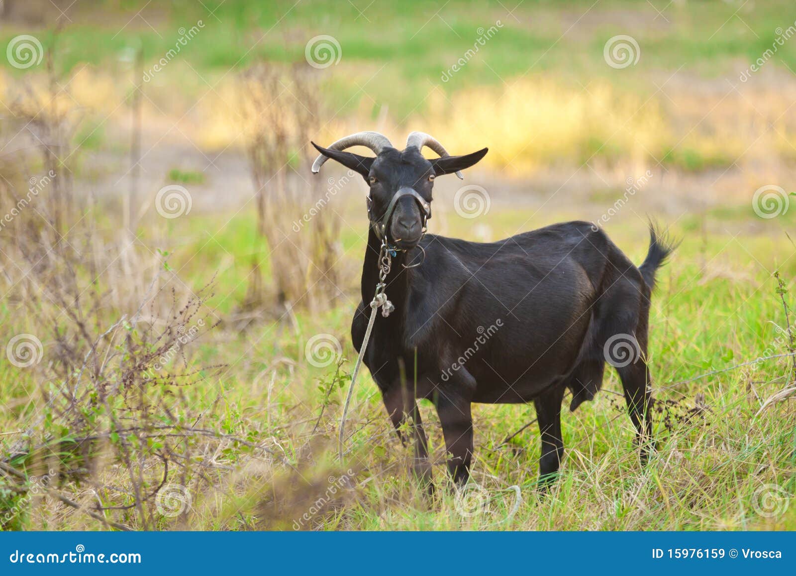 Domestic goat outdoor stock image. Image of countryside - 15976159