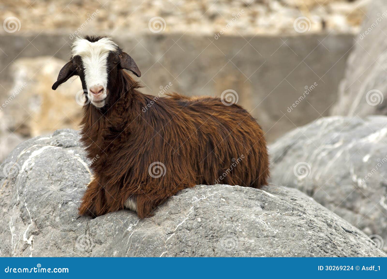 Domestic goat stock photo. Image of goat, farming, breeding - 30269224