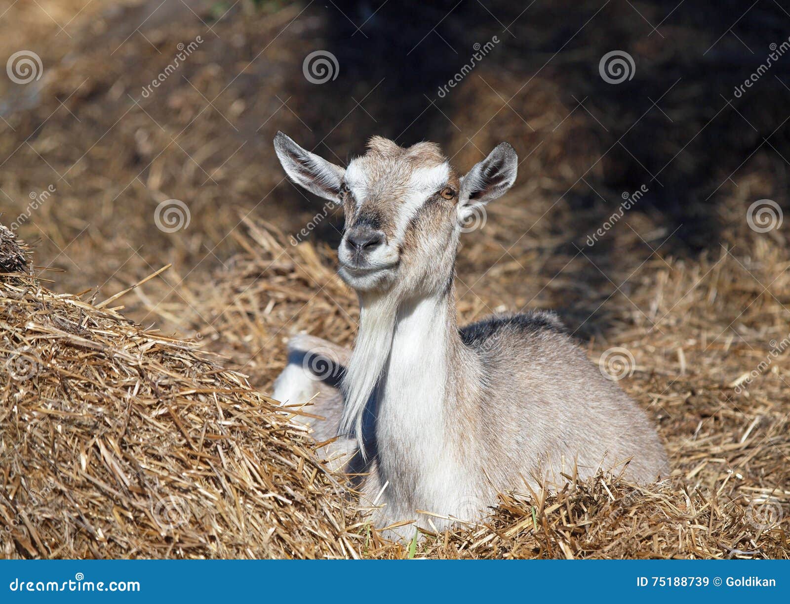 Domestic goat in a straw stock image. Image of rural - 75188739