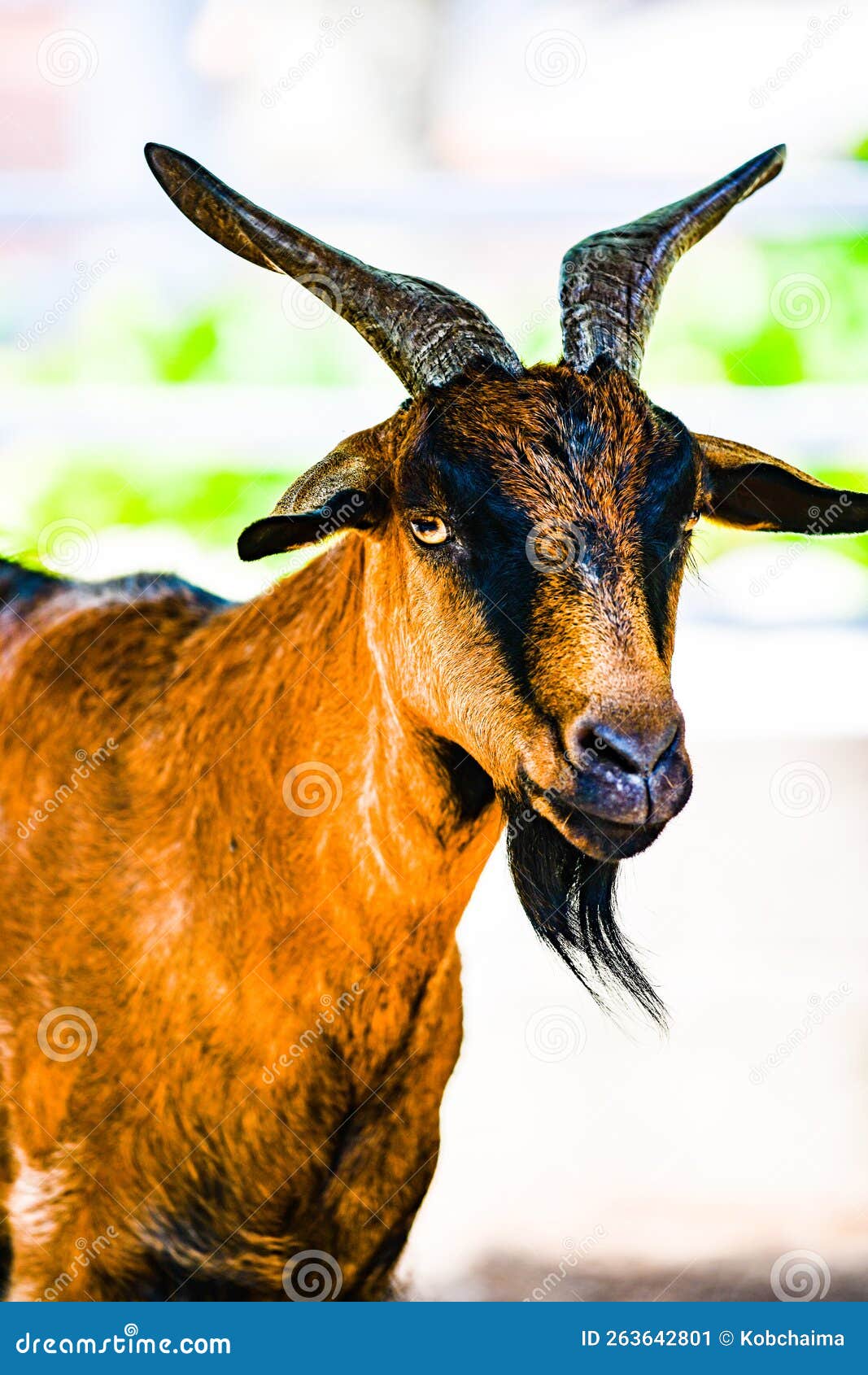 Domestic goat in Thai stock image. Image of beautiful - 263642801