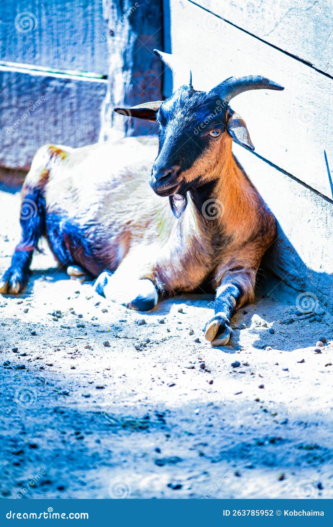 Domestic goat in Thai stock photo. Image of animal, goat - 263785952