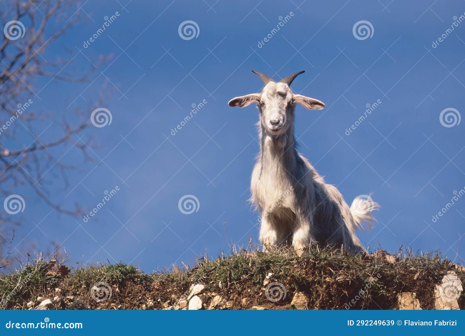 Domestic Goat, Young Specimen Stock Image - Image of capra, skins ...