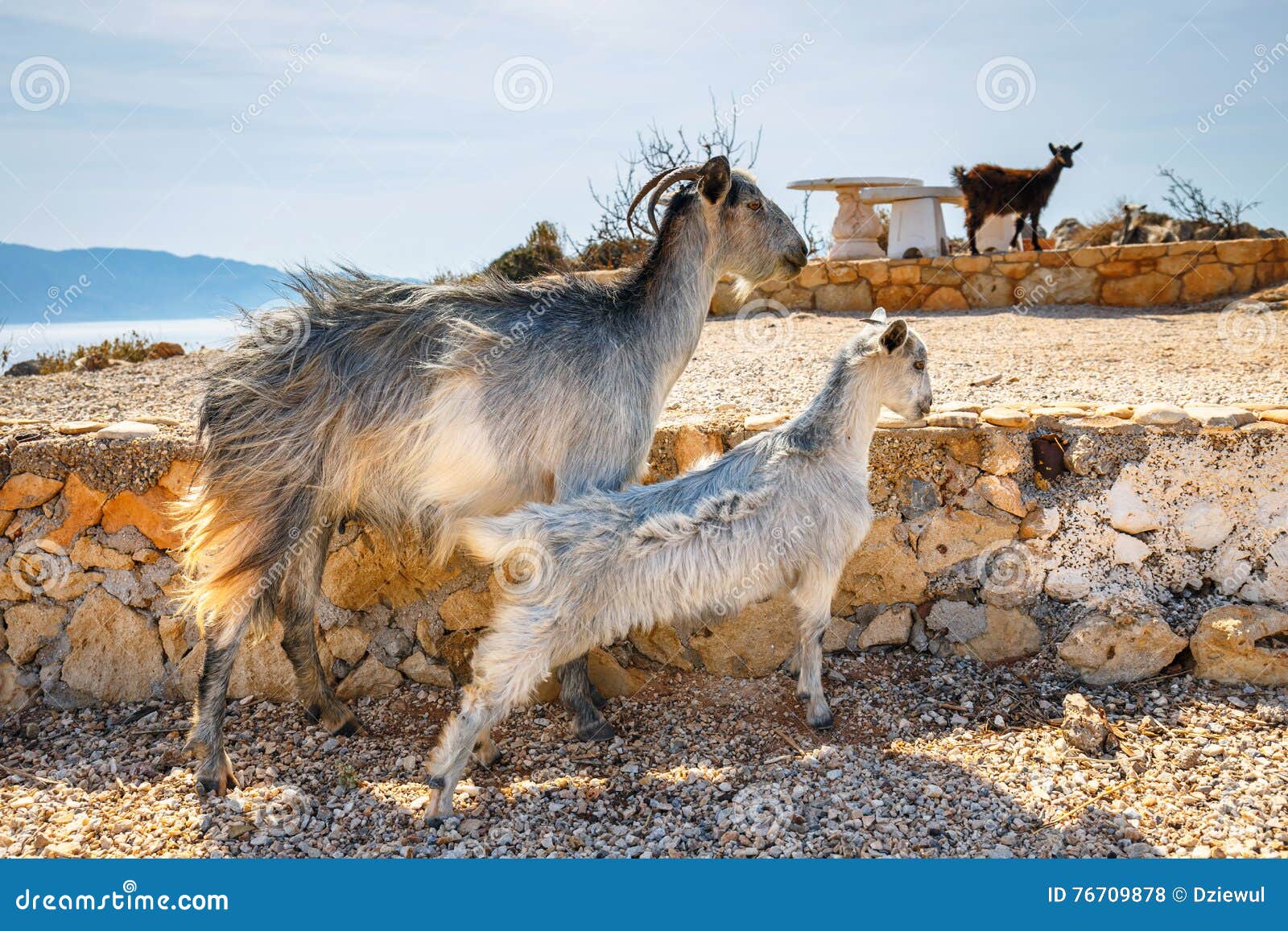 Domestic goats stock photo. Image of mammal, goats, mountain - 76709878