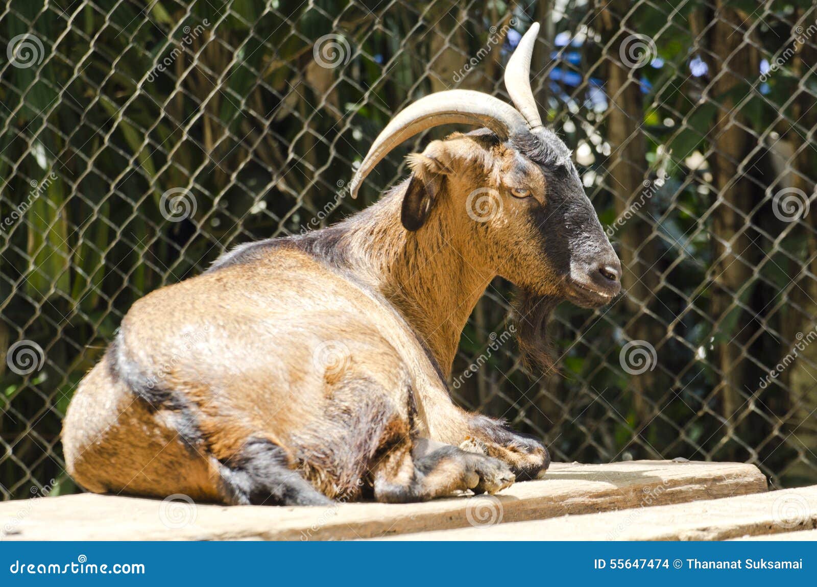Domestic Goats. stock photo. Image of south, farm, side - 55647474
