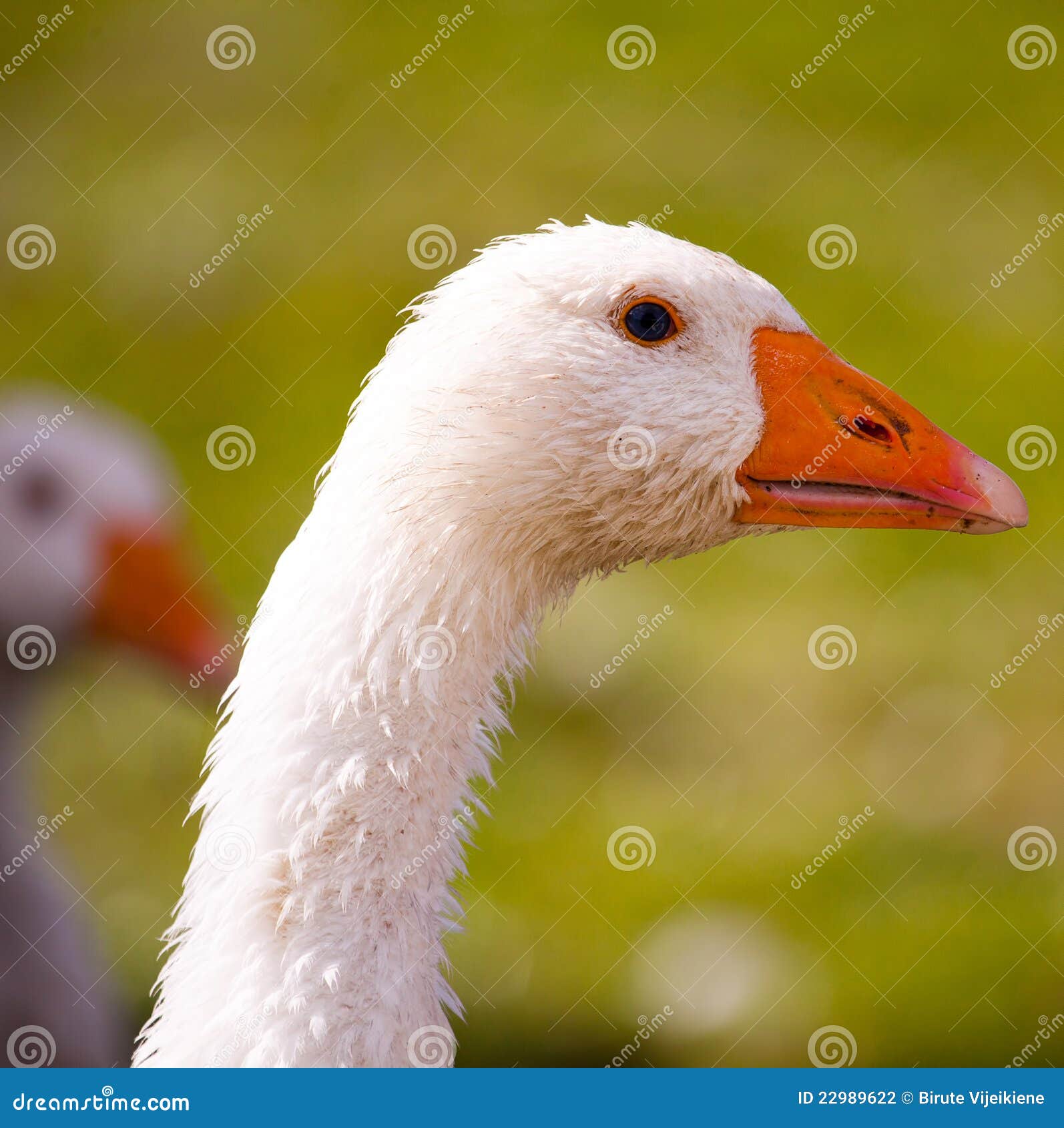 Domestic goose stock photo. Image of bill, goose, portrait - 22989622