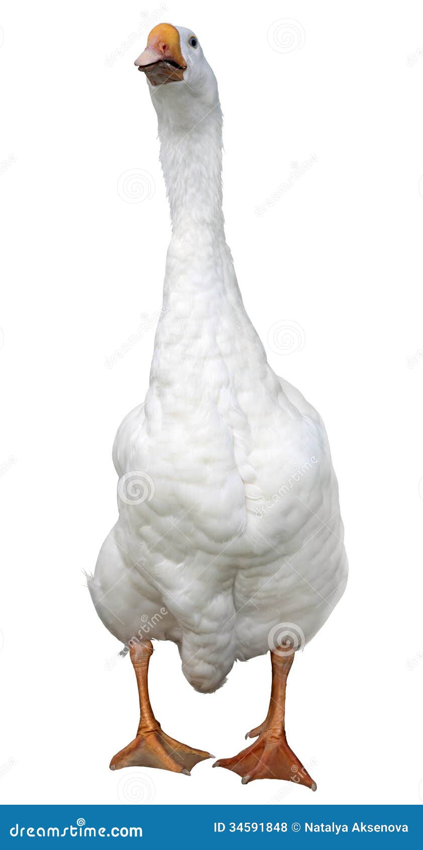 White Goose White Background