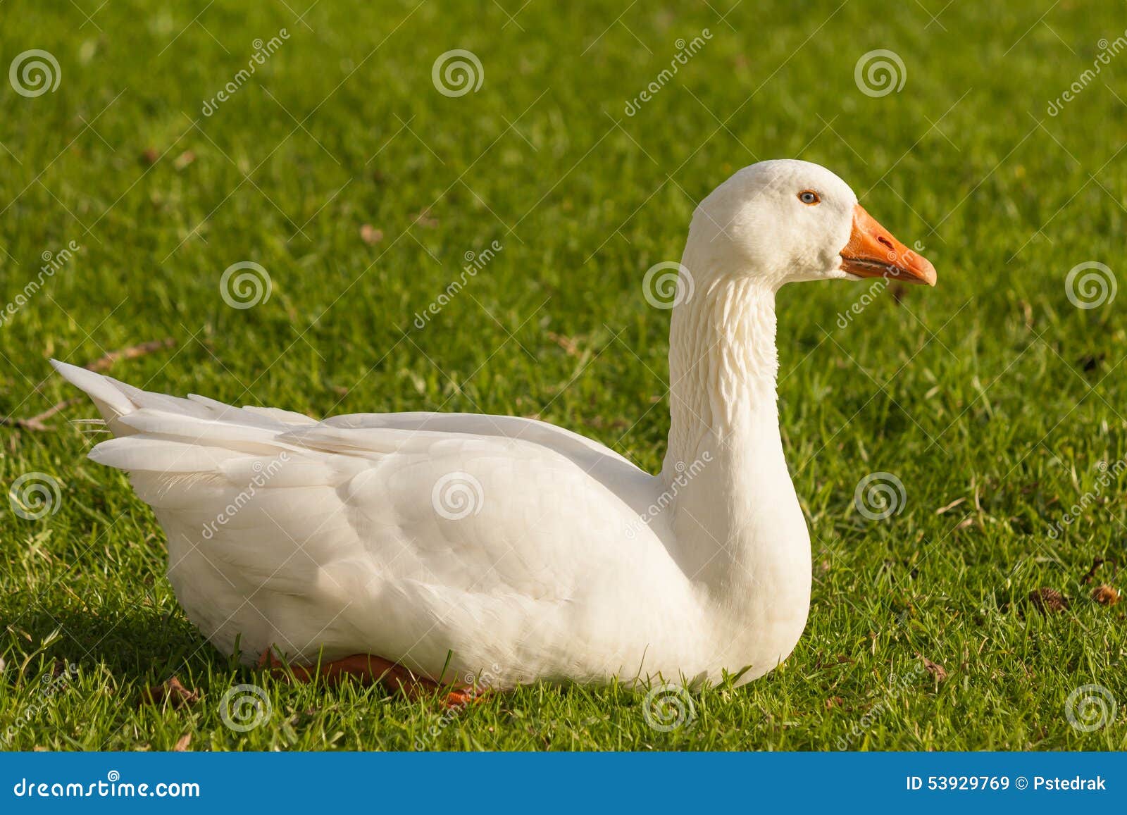 Domestic Goose Resting on Fresh Grass Stock Image - Image of spring ...