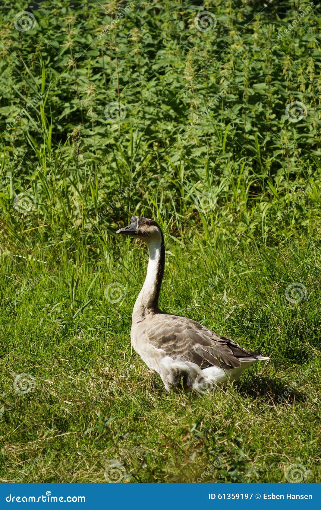 Domestic goose standing stock image. Image of walk, nature - 61359197